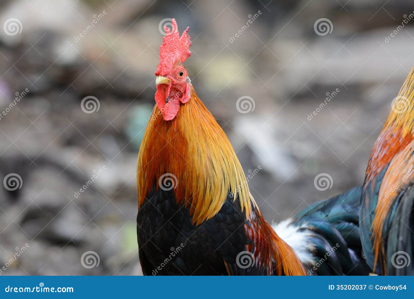Male Thai native rooster stock image. Image of bantam - 35202037