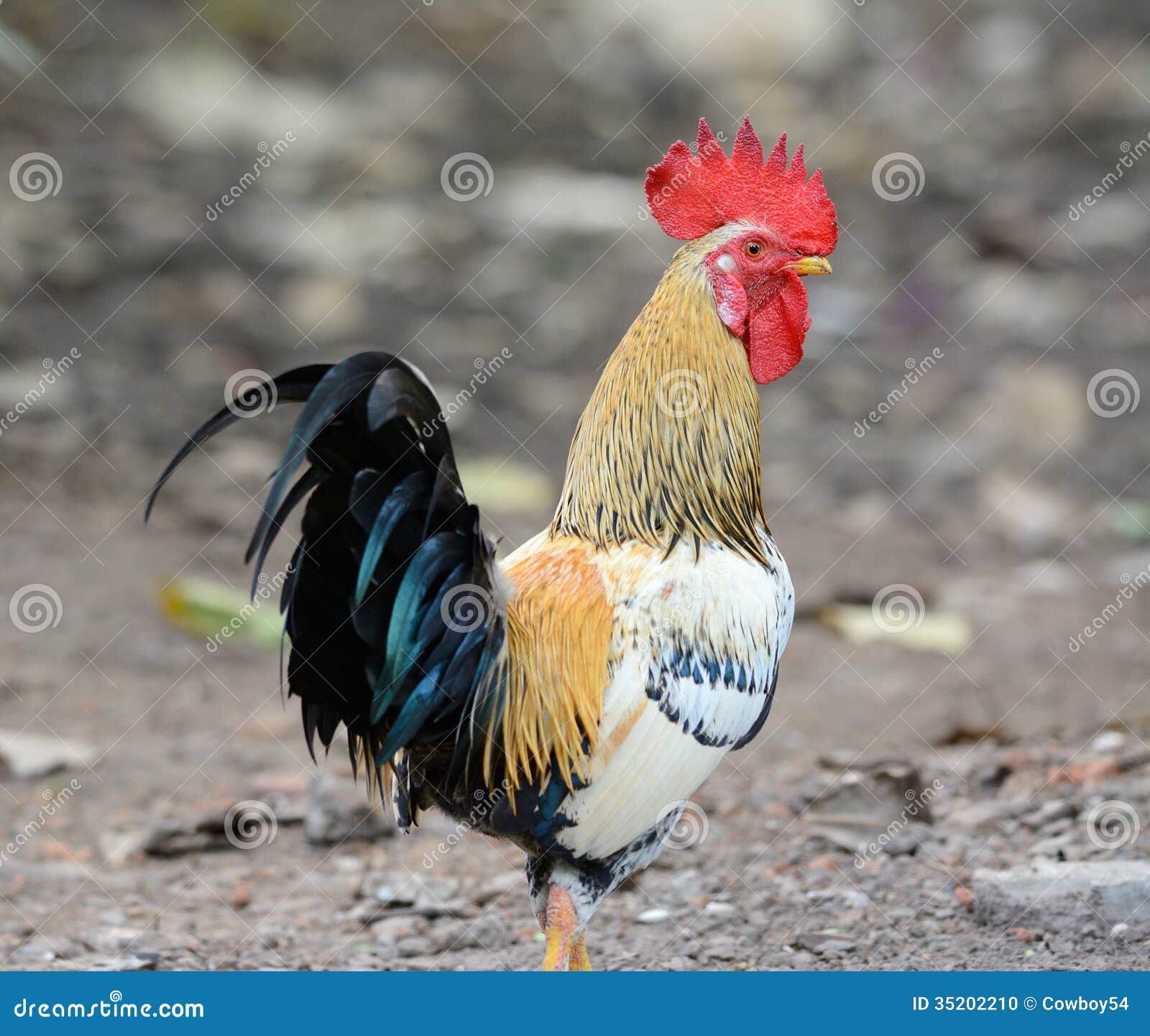 Male Thai native rooster stock photo. Image of beautiful - 35202210