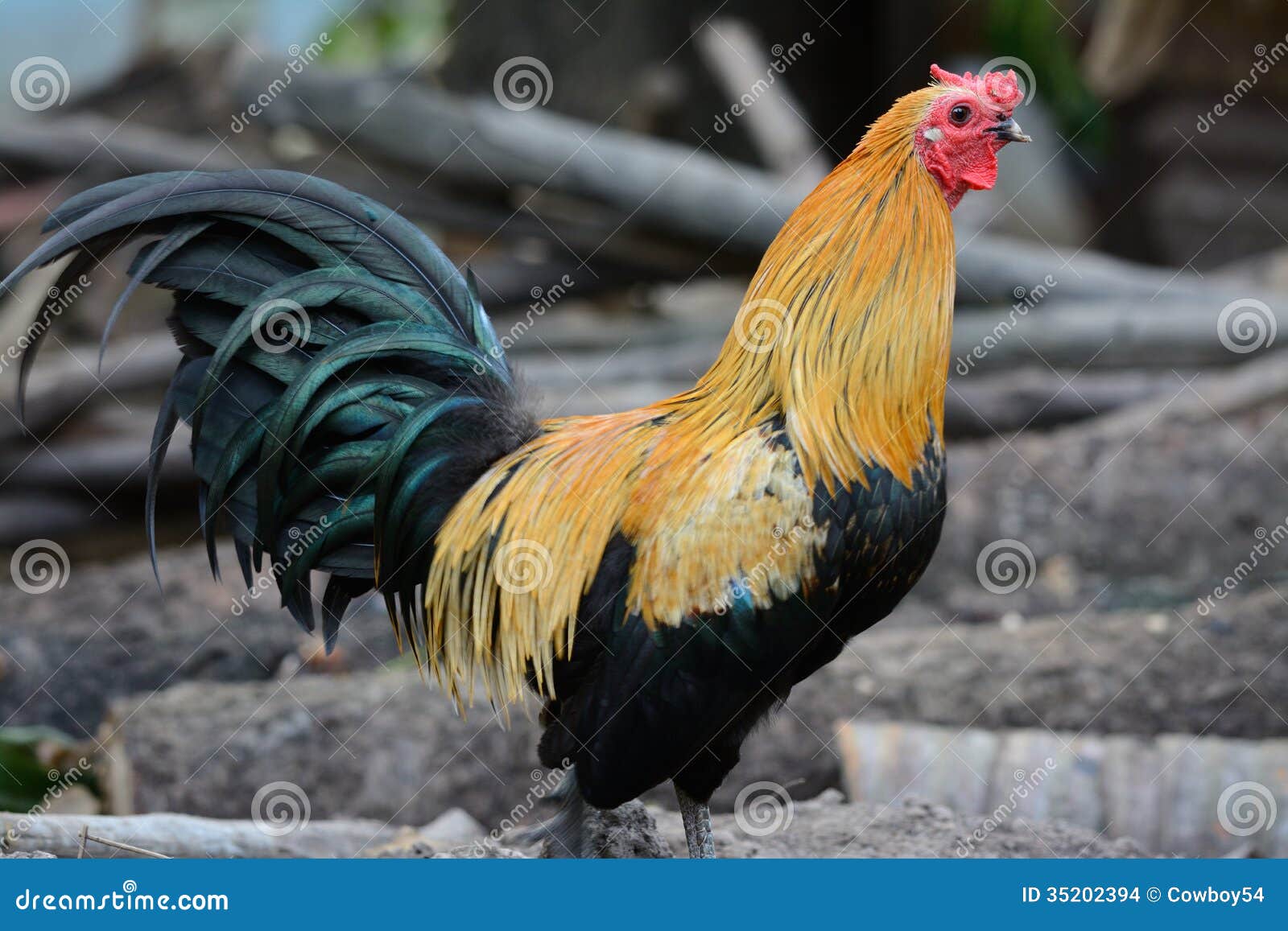 Male Thai native rooster stock photo. Image of eyes, looking - 35202394