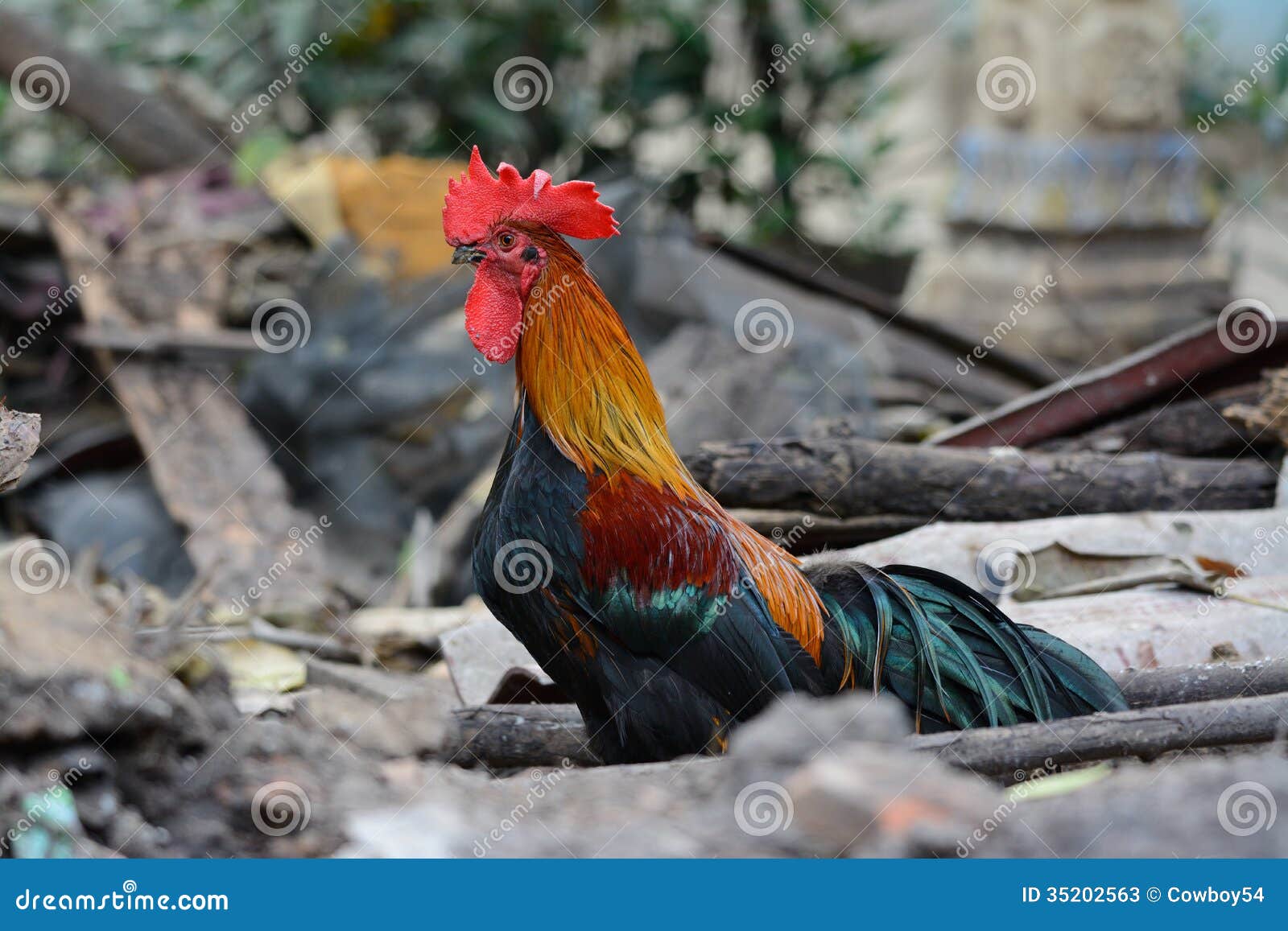 Male Thai native rooster stock image. Image of thailand - 35202563