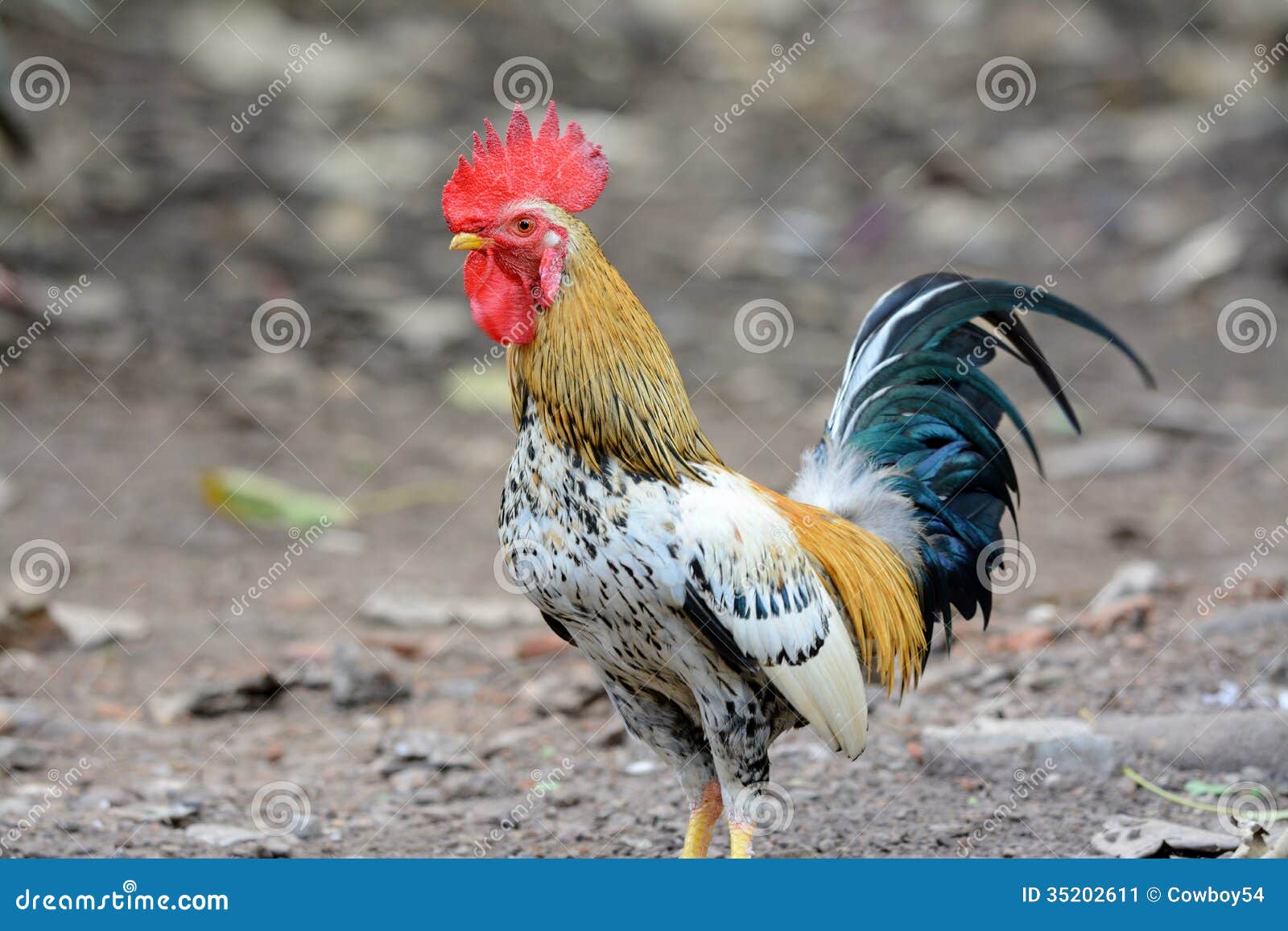 Male Thai native rooster stock image. Image of looking - 35202611