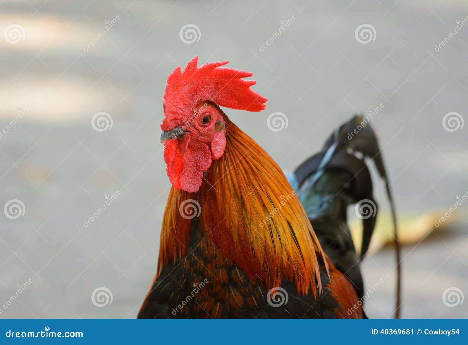 Male Thai native rooster stock image. Image of native - 40369681