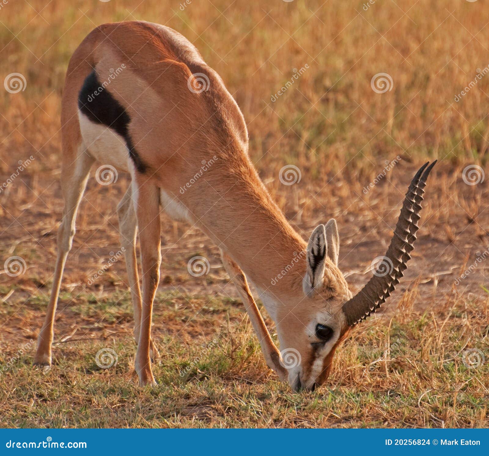 Male Thomson s Gazelle stock photo. Image of thomsonii - 20256824