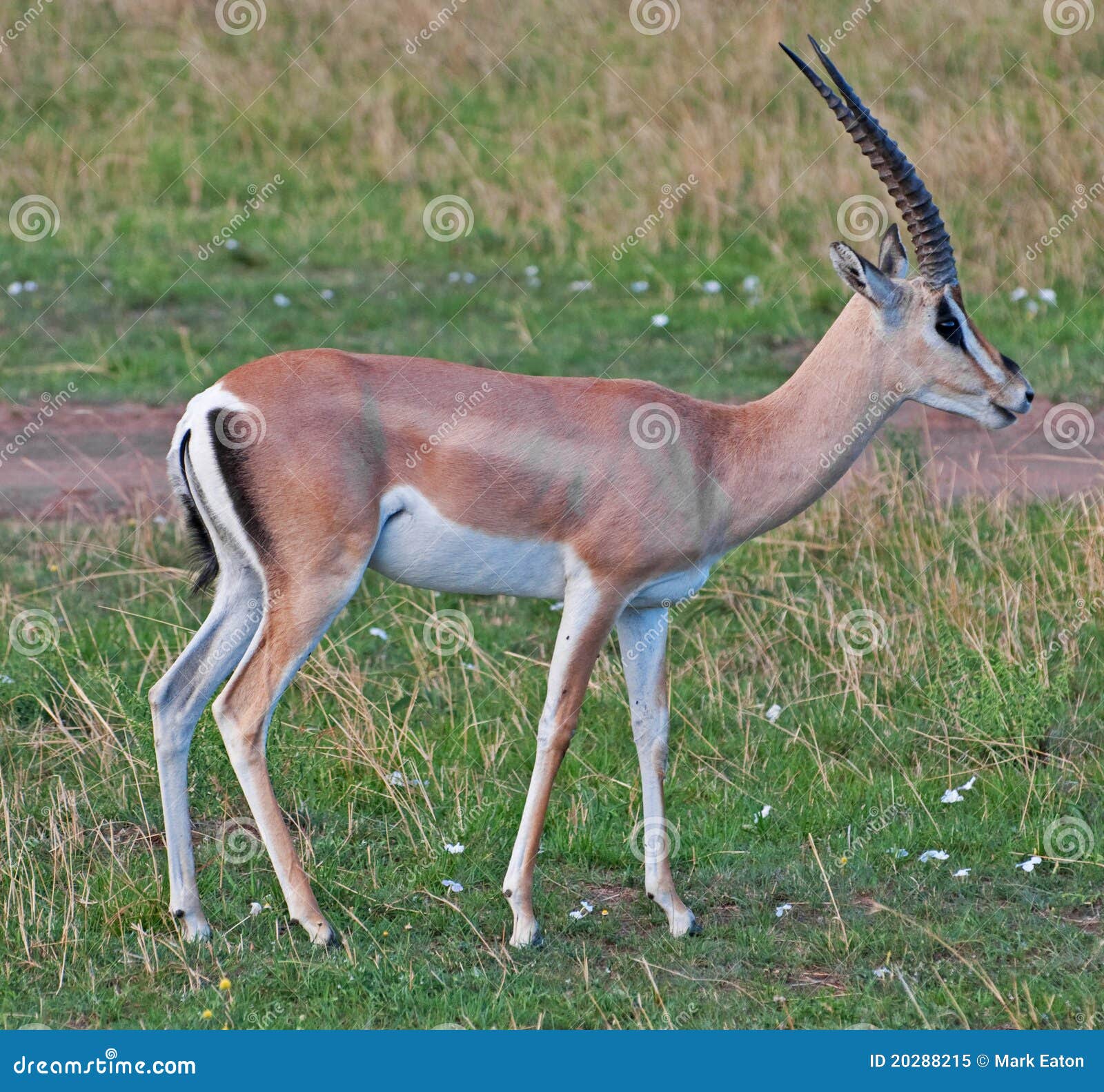 Male Thomson s Gazelle stock image. Image of dominance - 20288215