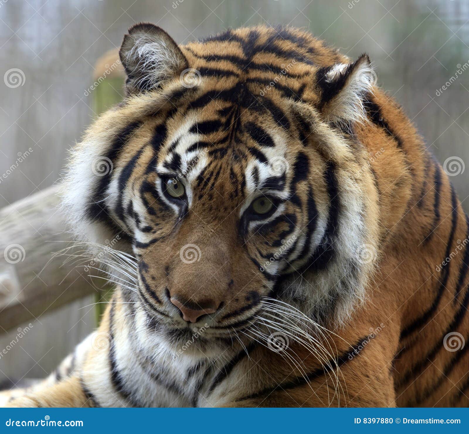 Male tiger stock photo. Image of teeth, male, showing - 8397880
