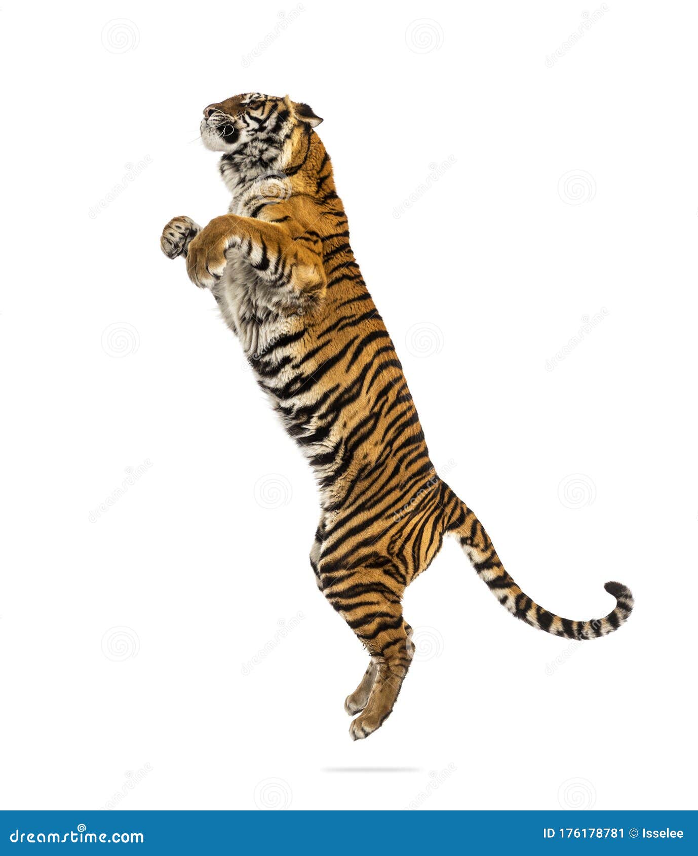 Male Tiger Jumping, Big Cat, Isolated Stock Image - Image of domestic ...