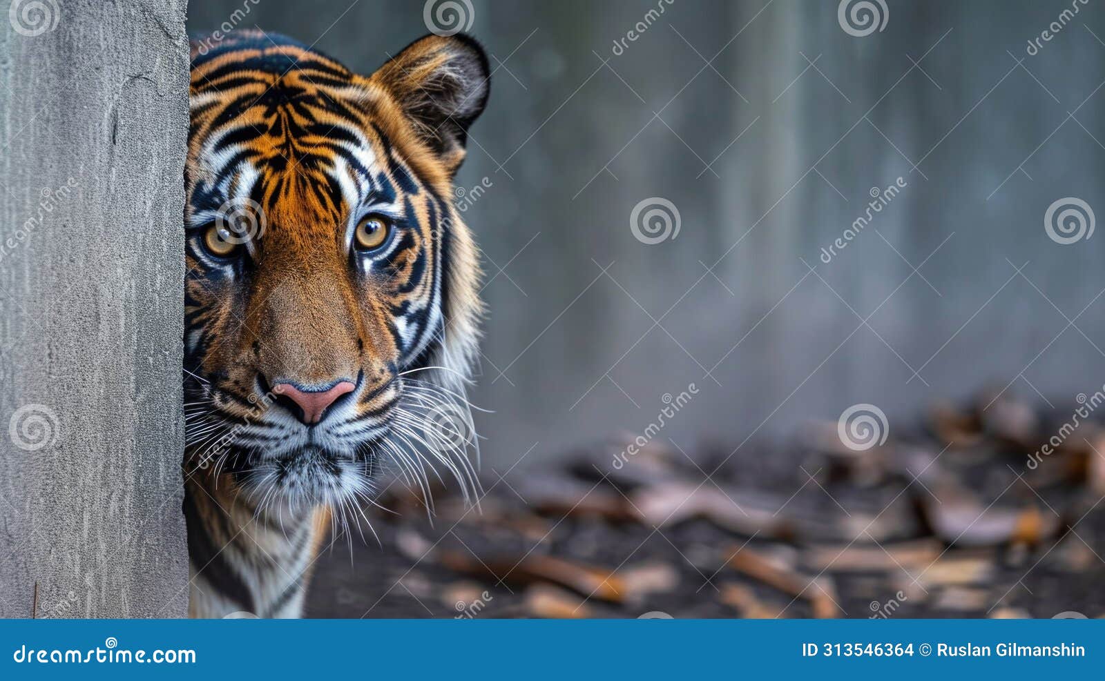 Male Tiger Peeks from Behind a Wall Stock Photo - Image of tigress ...