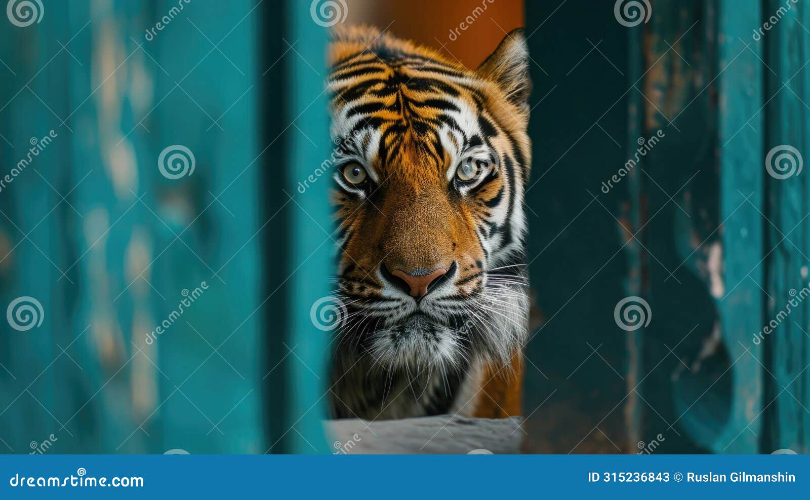 Male Tiger Peeks from Behind a Wall Stock Image - Image of rare, look ...