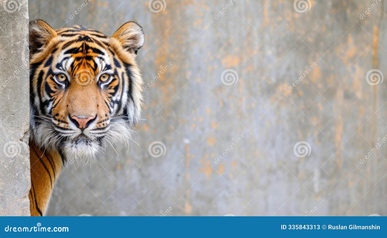 Male Tiger Peeks from Behind a Wall Stock Image - Image of closeup ...