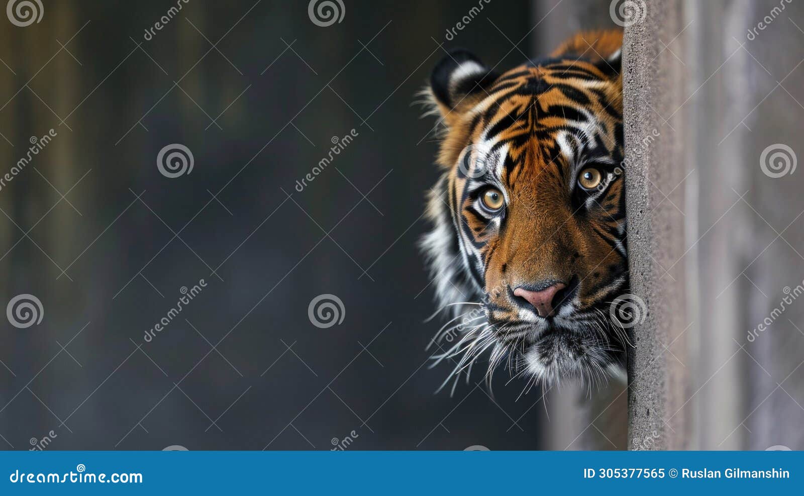Male Tiger Peeks from Behind a Wall Stock Image - Image of panthera ...