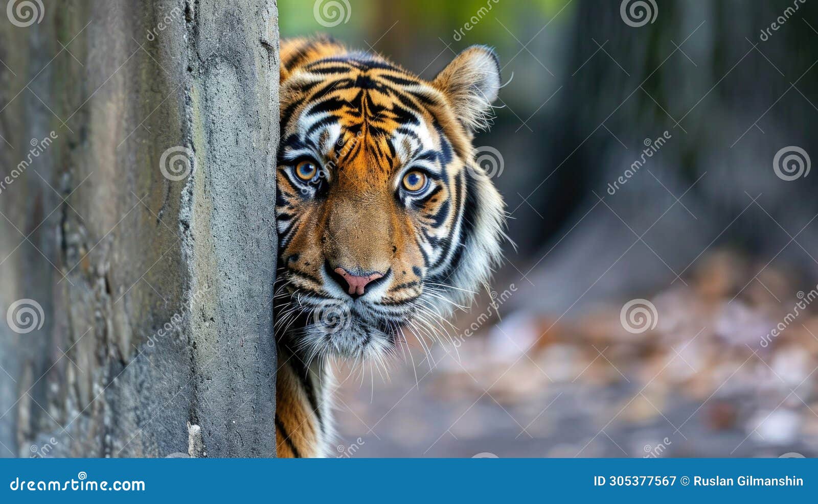 Male Tiger Peeks from Behind a Wall Stock Image - Image of tigris ...