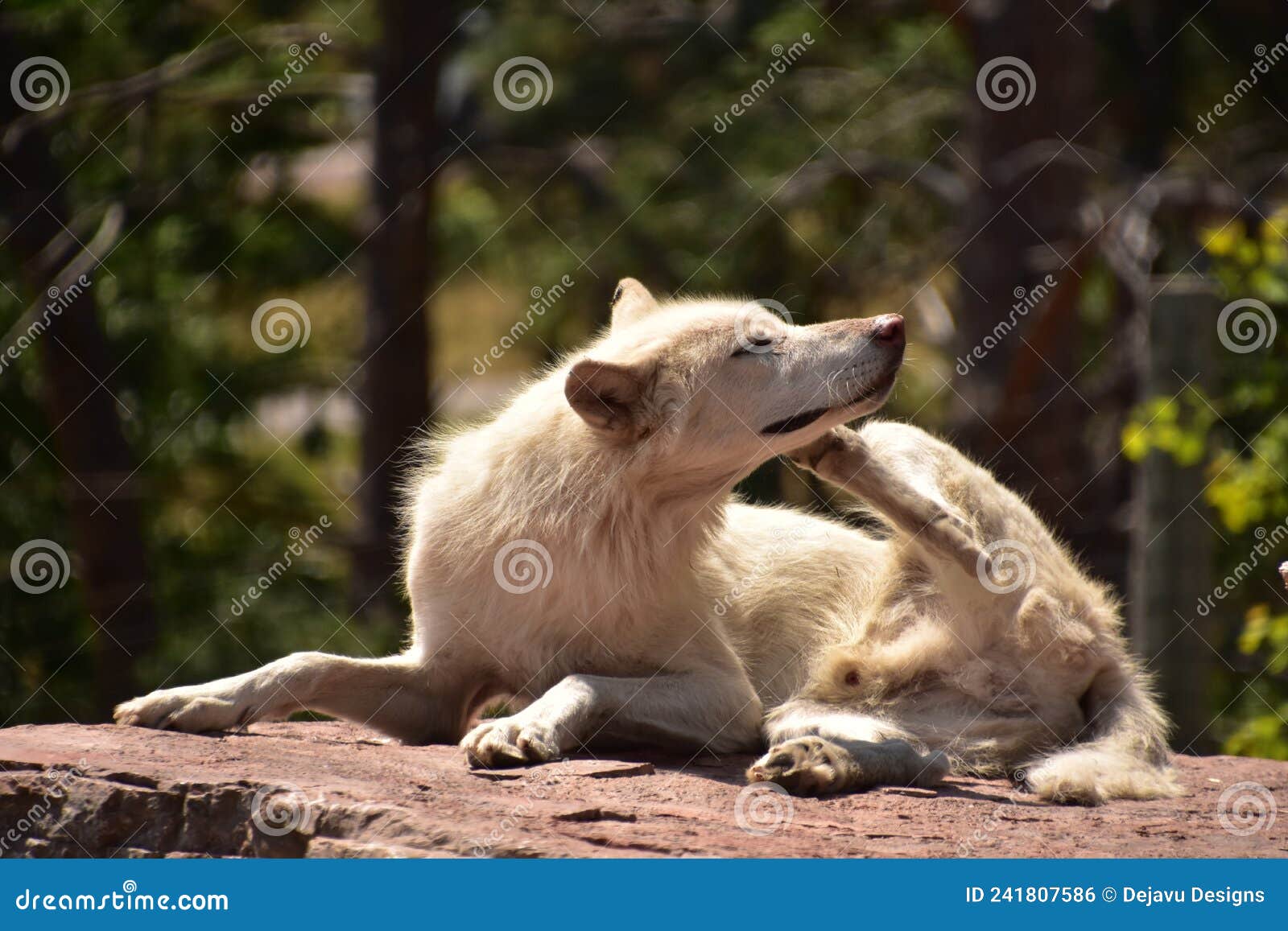 Male Timber Wolf Itching His Ear with His Foot Stock Photo - Image of ...