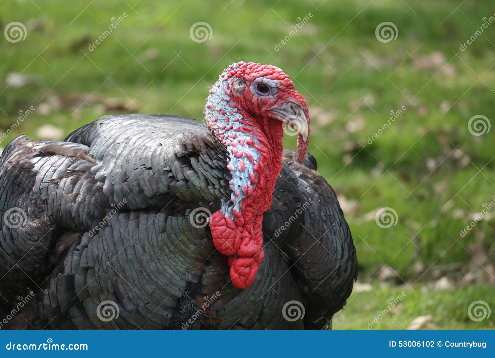 Male Tom Turkey Head stock photo. Image of thanksgiving - 53006102