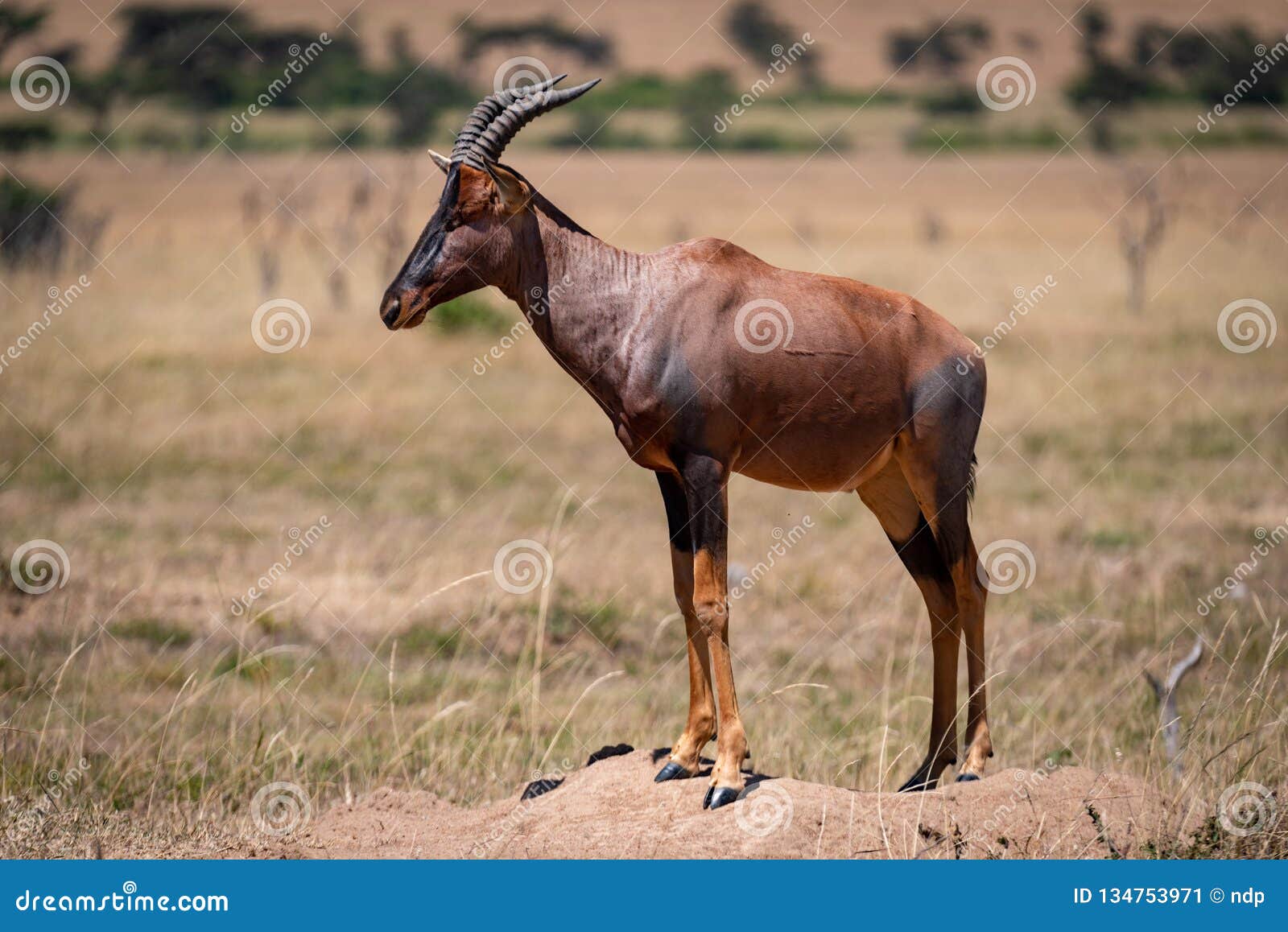 Male Topi Standing on Mound in Savannah Stock Image - Image of masai ...