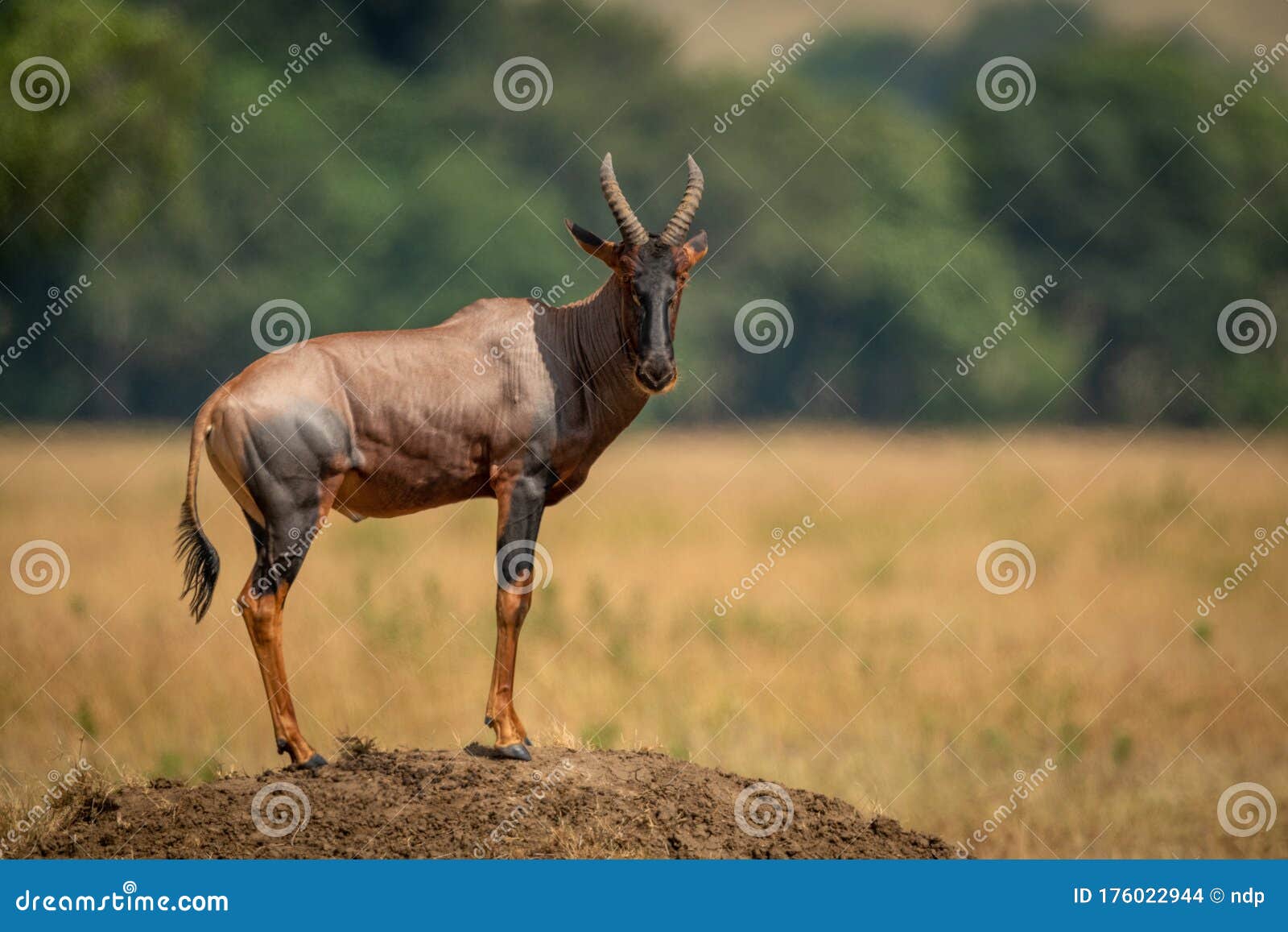 Male Topi Stands on Mound Eyeing Camera Stock Photo - Image of camp ...