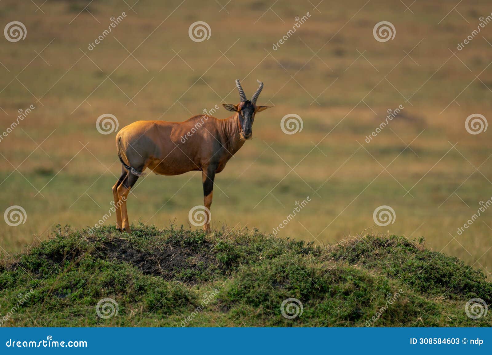 Male Topi Stands on Mound Turning Head Stock Image - Image of ...