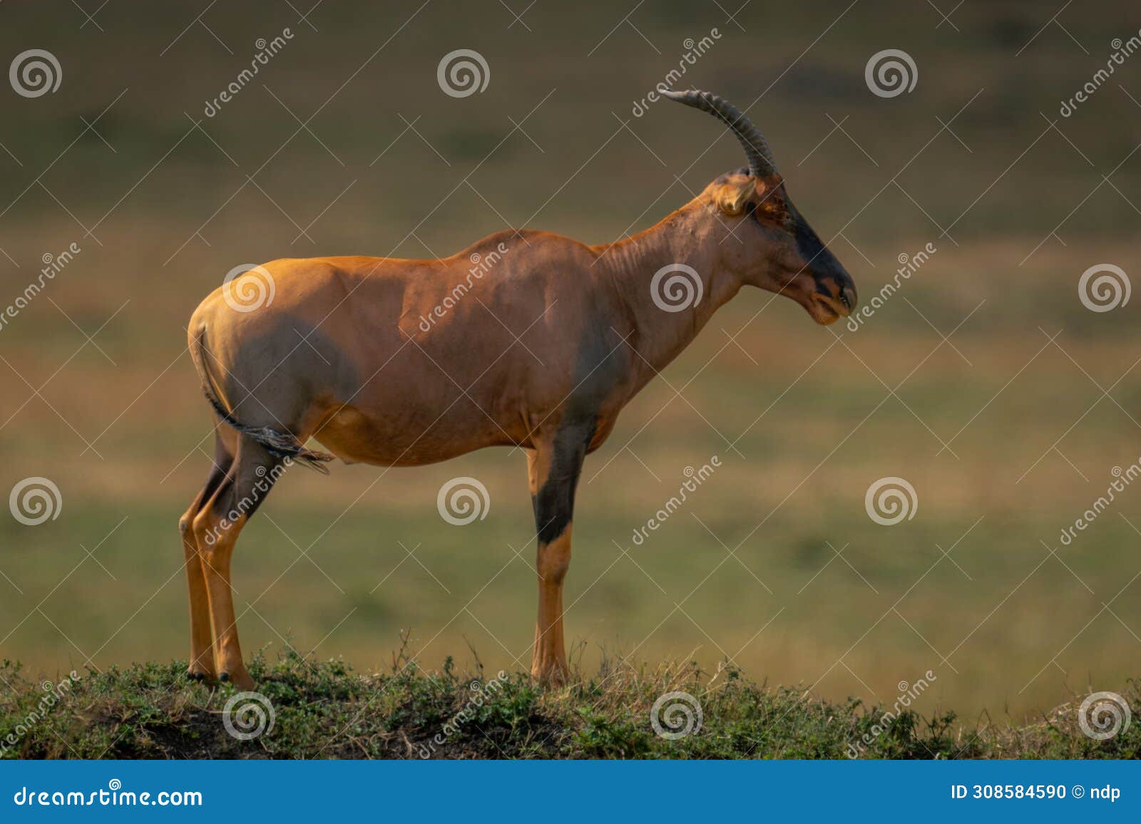 Male Topi Stands in Profile on Mound Stock Photo - Image of nature ...