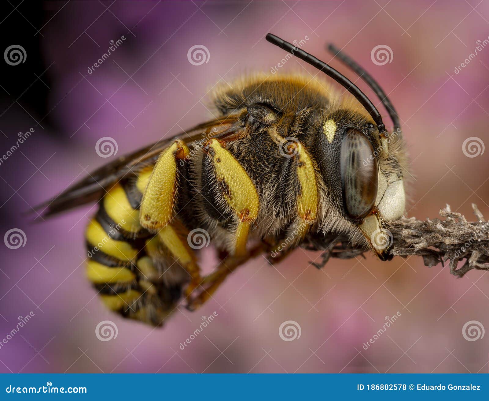 Male of Trachusa Interrupta Bee Sleeping Biting a Branch Stock Photo ...