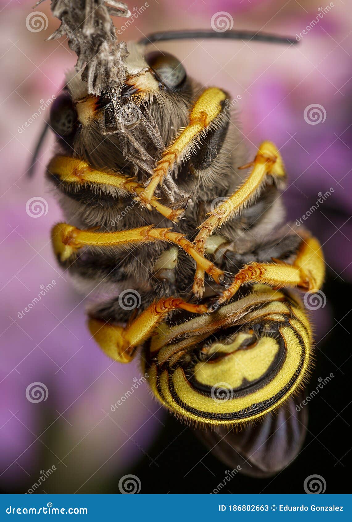 Male of Trachusa Interrupta Bee Sleeping Biting a Branch Stock Image ...