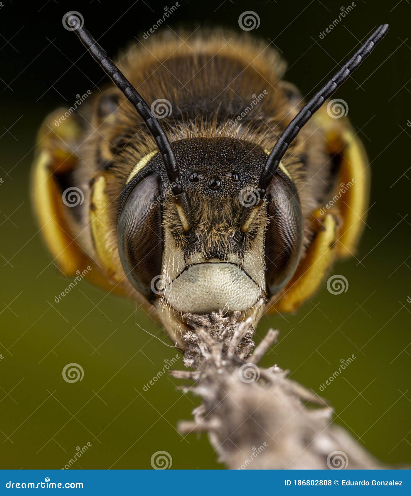 Male of Trachusa Interrupta Bee Sleeping Biting a Branch Stock Photo ...