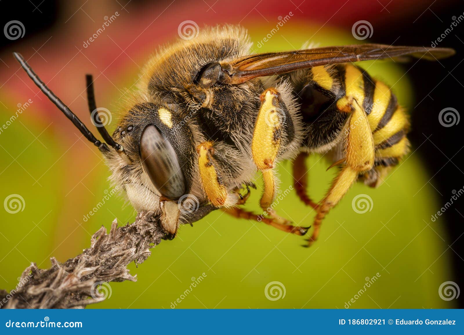 Male of Trachusa Interrupta Bee Sleeping Biting a Branch Stock Image ...