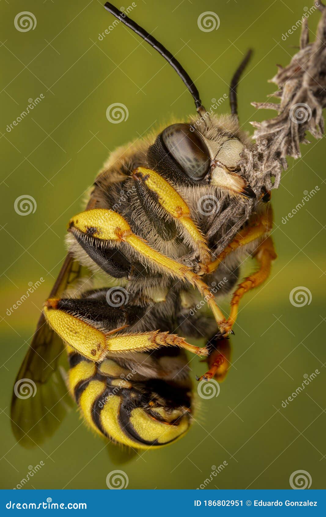 Male of Trachusa Interrupta Bee Sleeping Biting a Branch Stock Image ...