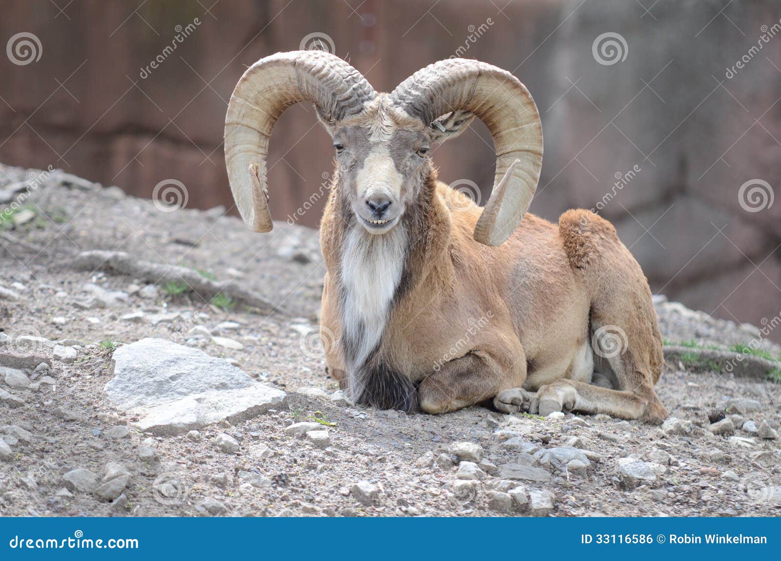 Transcaspian Urial Ram Stock Photos - Free & Royalty-Free Stock Photos ...