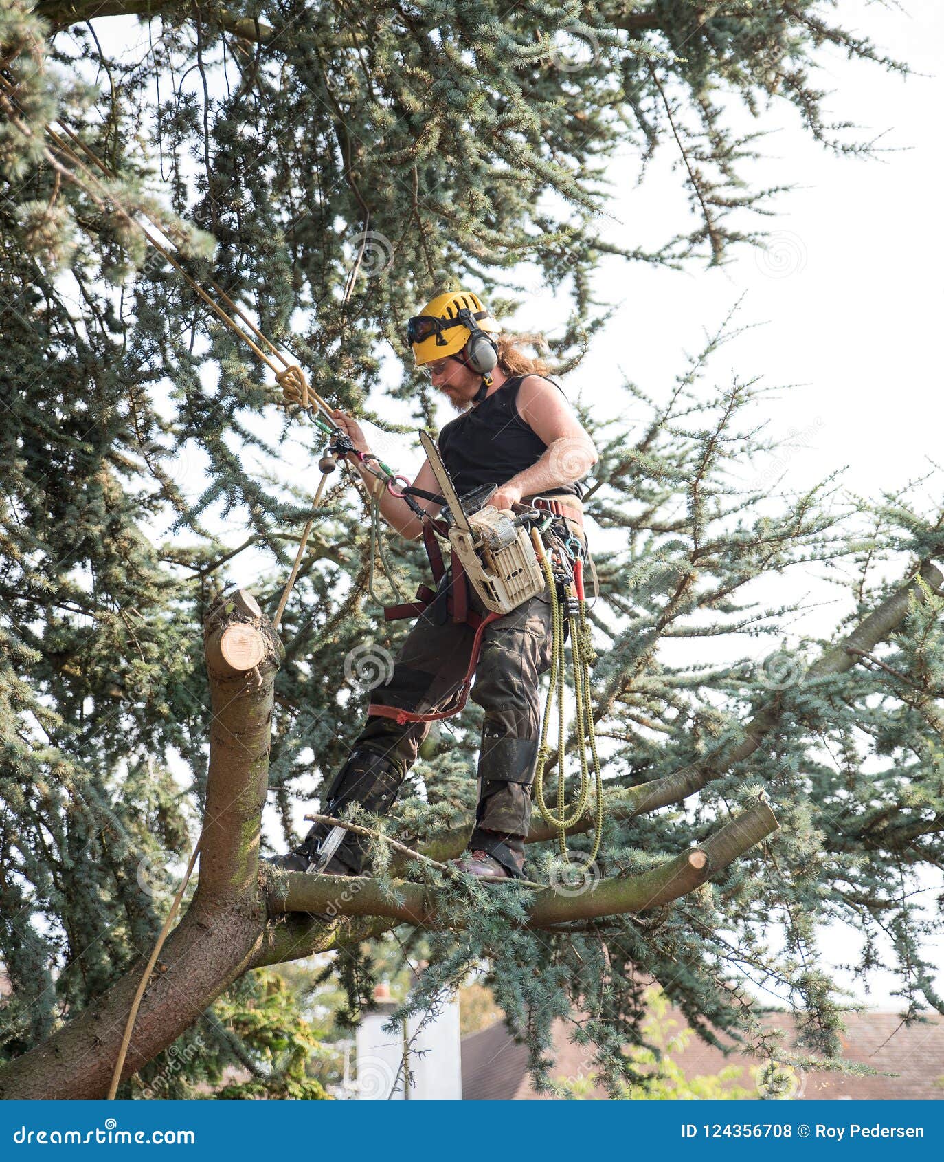 Male Tree Surgeon Using a Chainsaw Stock Photo - Image of climbing ...