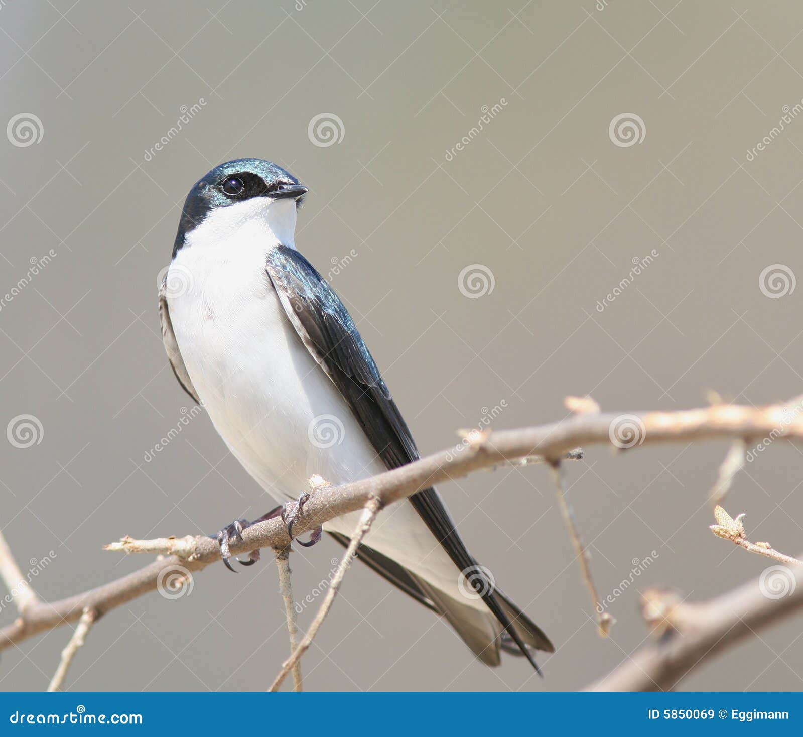 Male Tree Swallow stock image. Image of swallow, green - 5850069