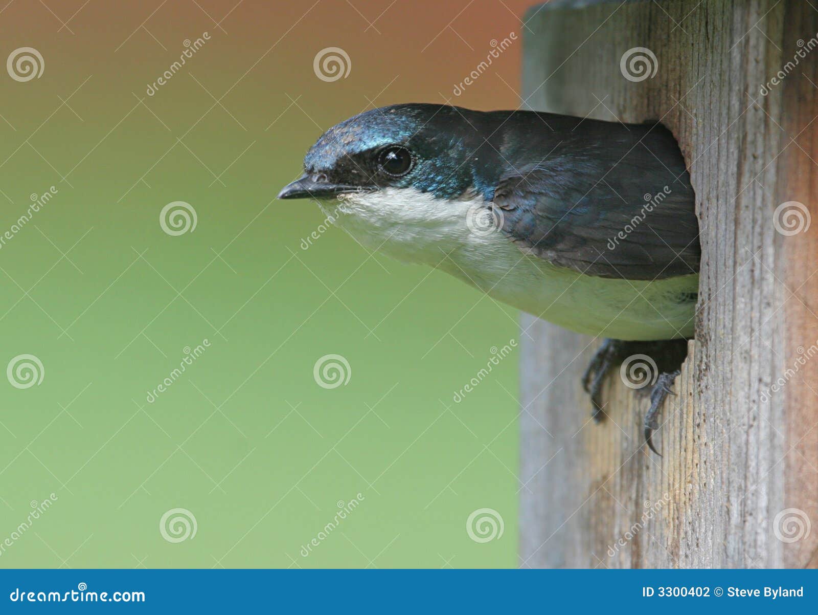 Male Tree Swallow in a Nest Stock Photo - Image of wing, birds: 3300402