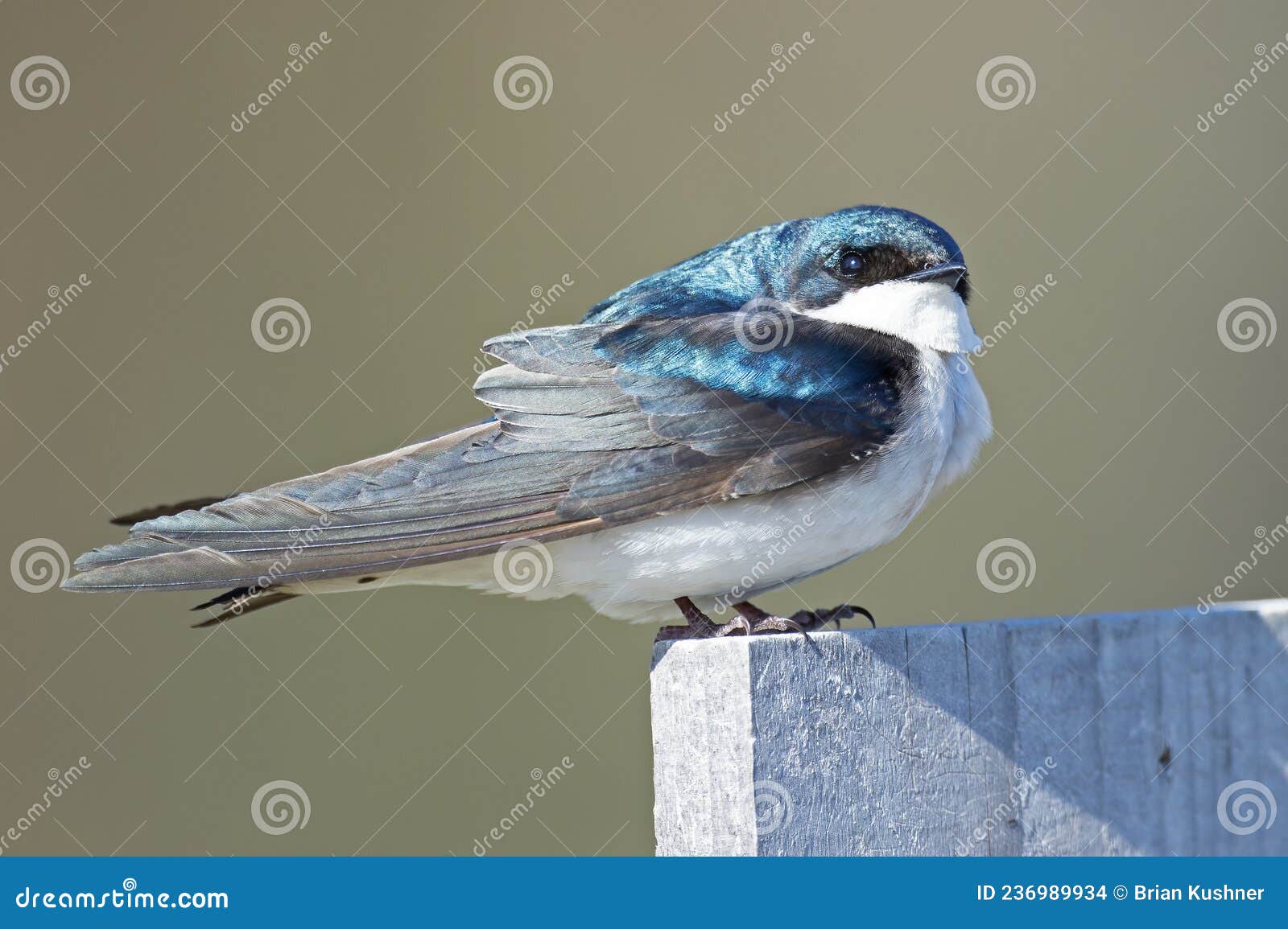 Male Tree Swallow Standing on a Post Stock Photo - Image of bluebird ...
