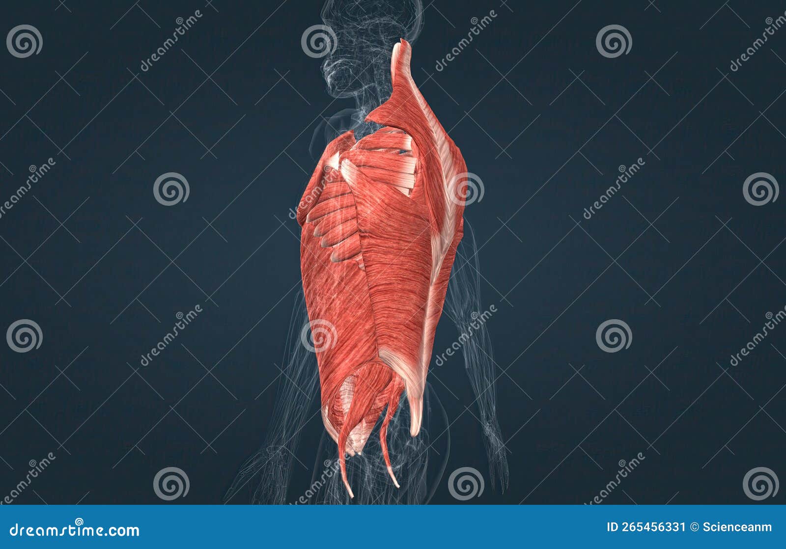 Male Trunk Muscles are the Muscles that Cover the Trunk Stock ...