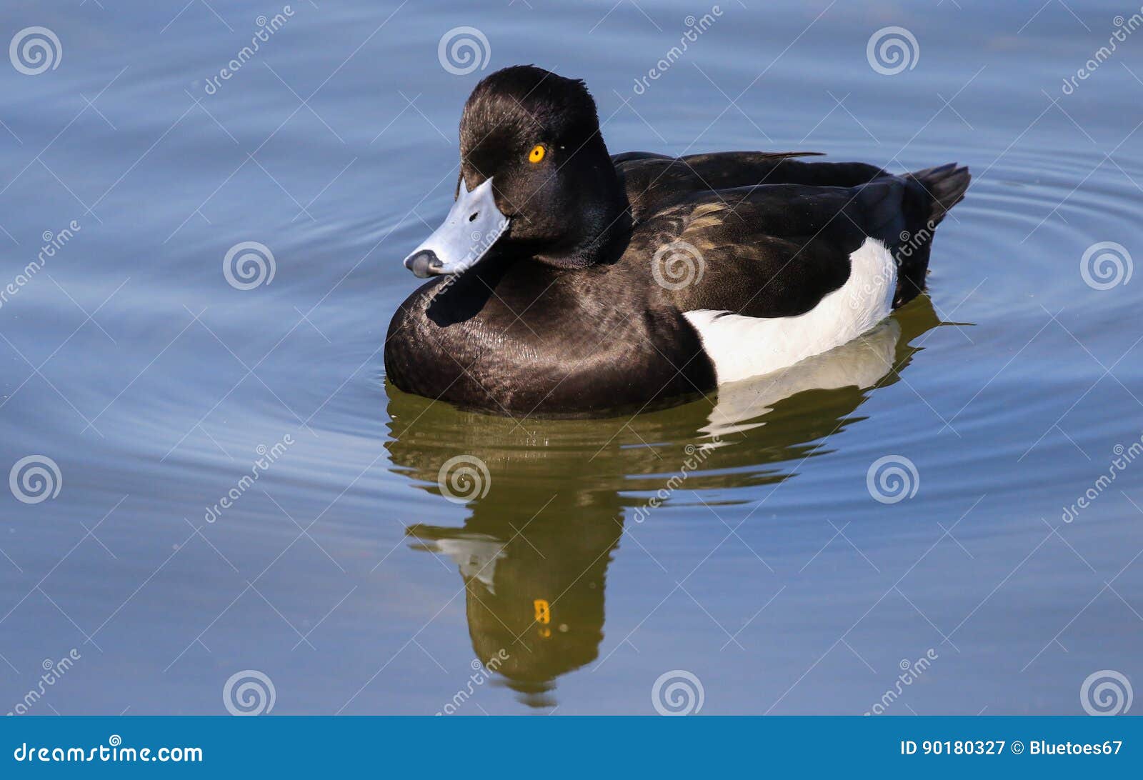 Male Tufted Duck Looking Down Royalty-Free Stock Photography ...