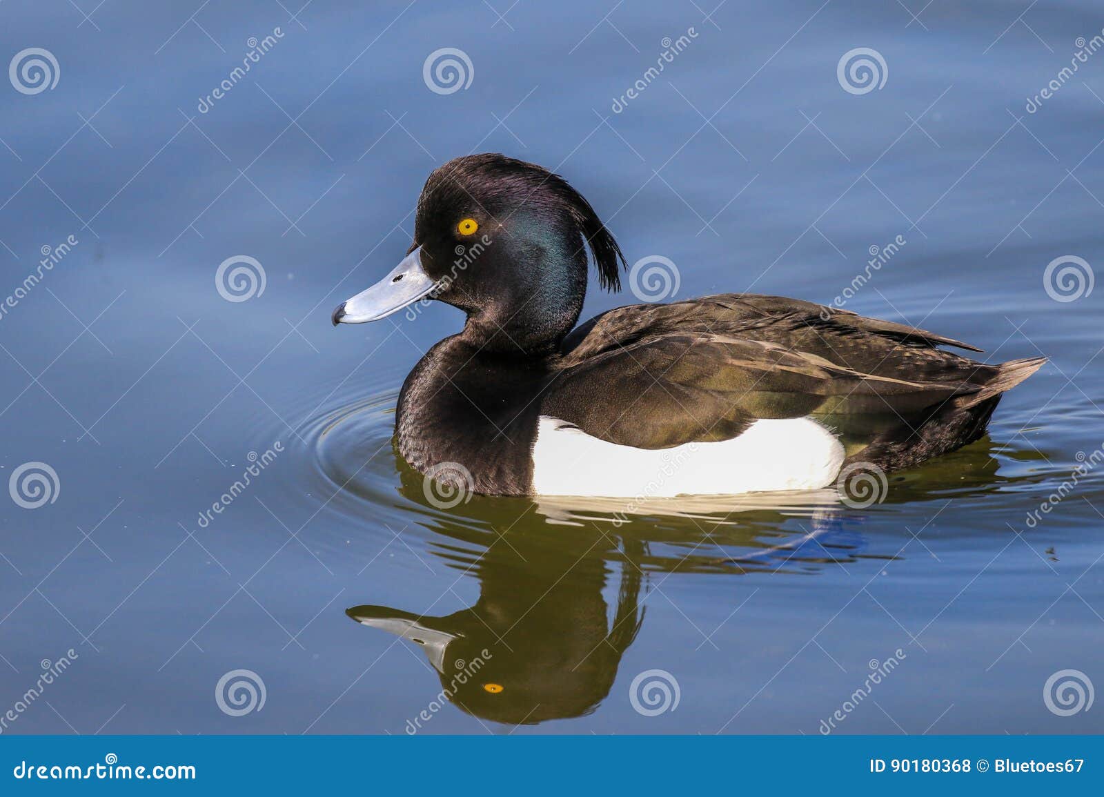 Male Tufted Duck Looking Down Royalty-Free Stock Photography ...