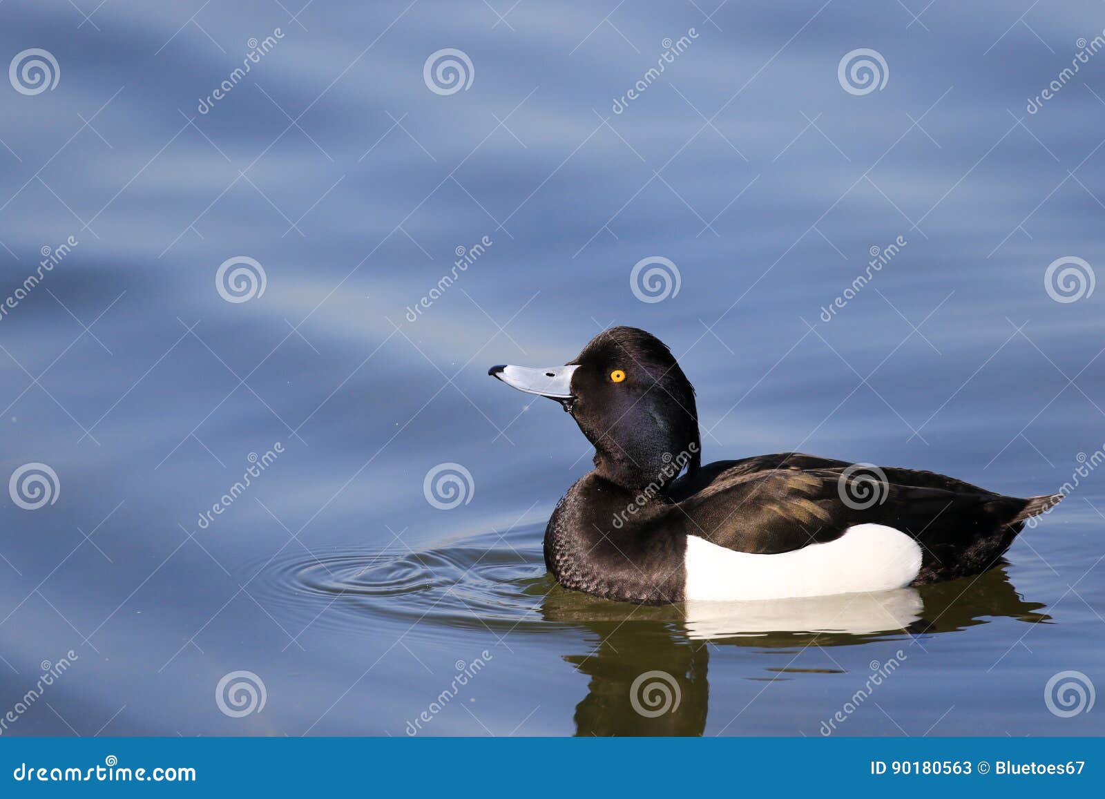 Male Tufted Duck Looking Down Royalty-Free Stock Photography ...