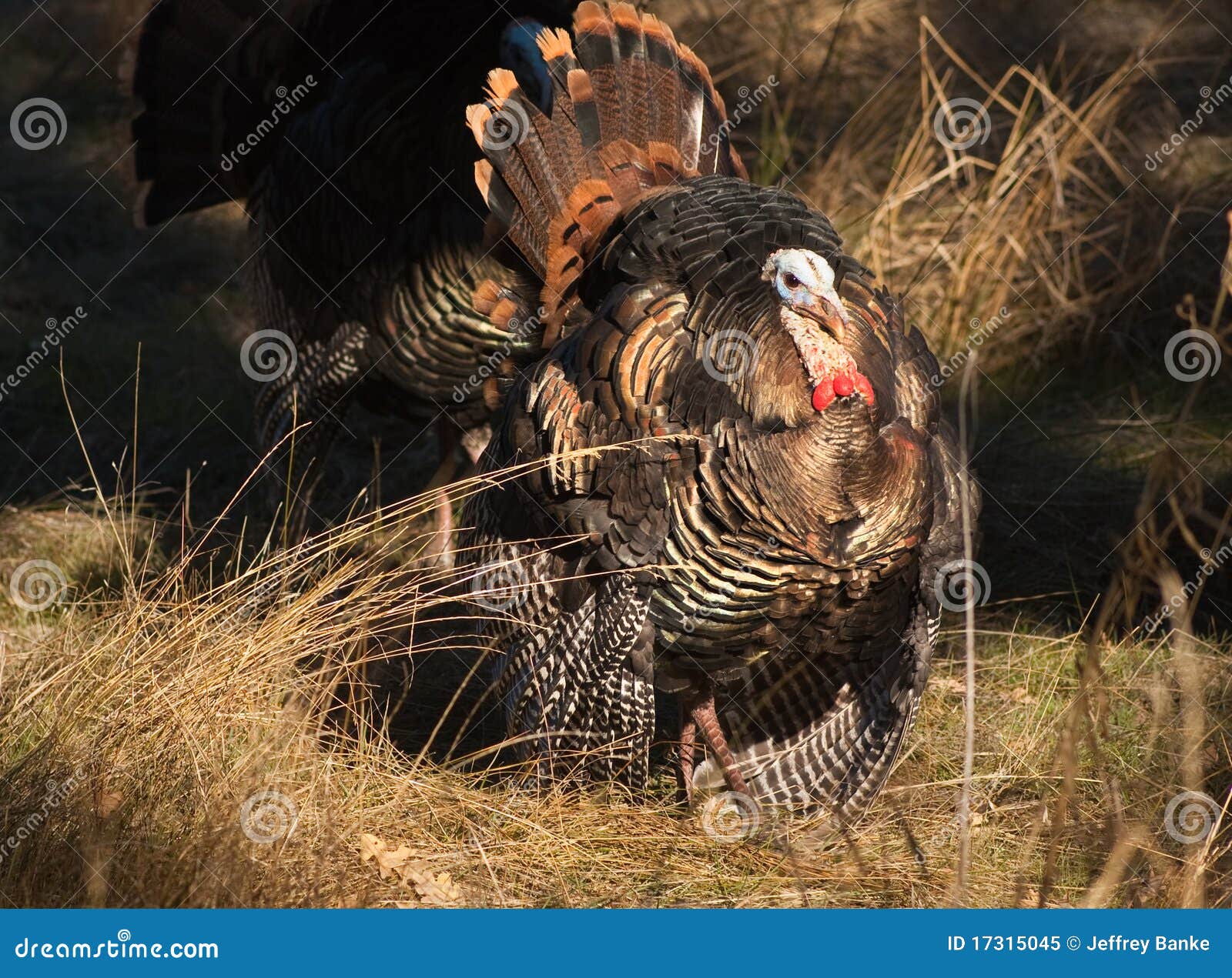 Male turkey stock image. Image of vibrant, feathers, gallopavo - 17315045