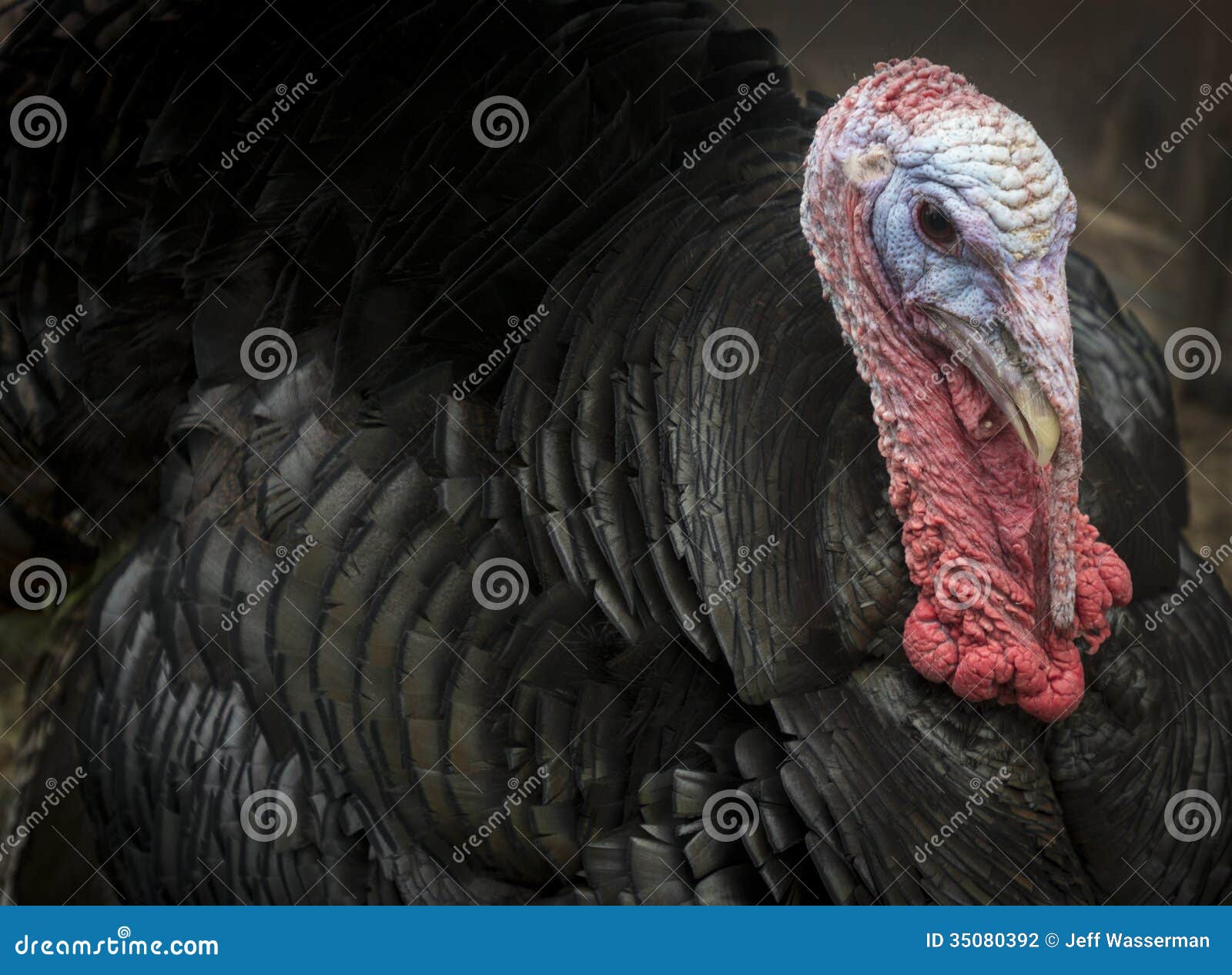 Male Turkey in Close stock photo. Image of wildlife, agriculture - 35080392