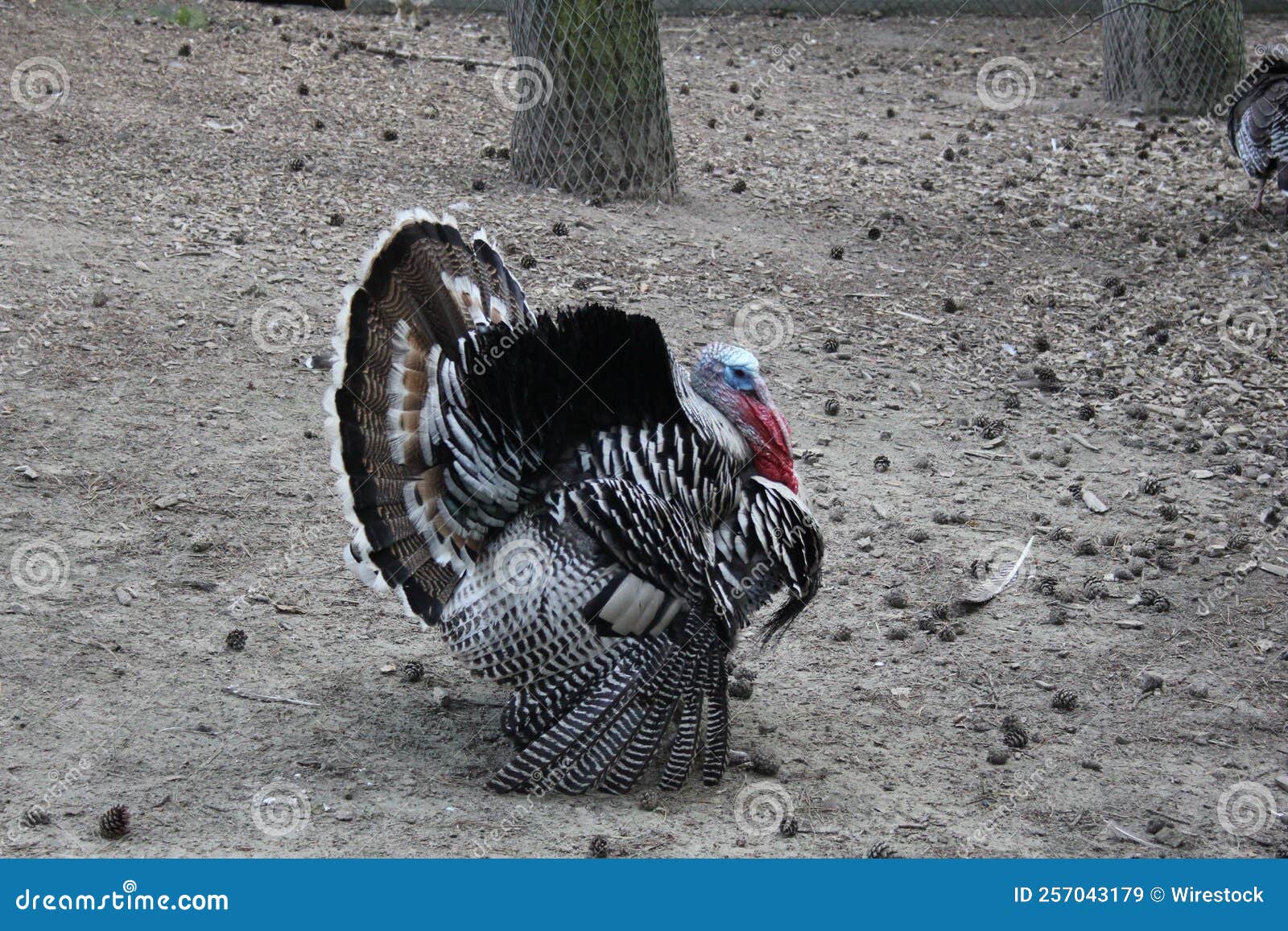 Male turkey in the farm stock image. Image of food, meat - 257043179