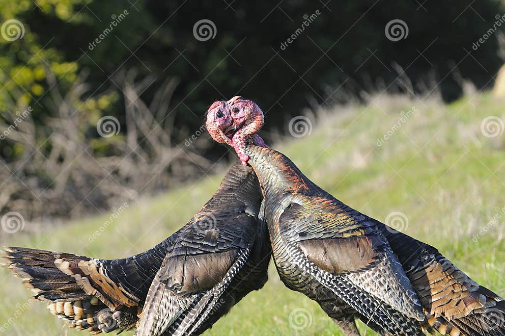 Male turkey fighting stock photo. Image of iridescent - 8834664