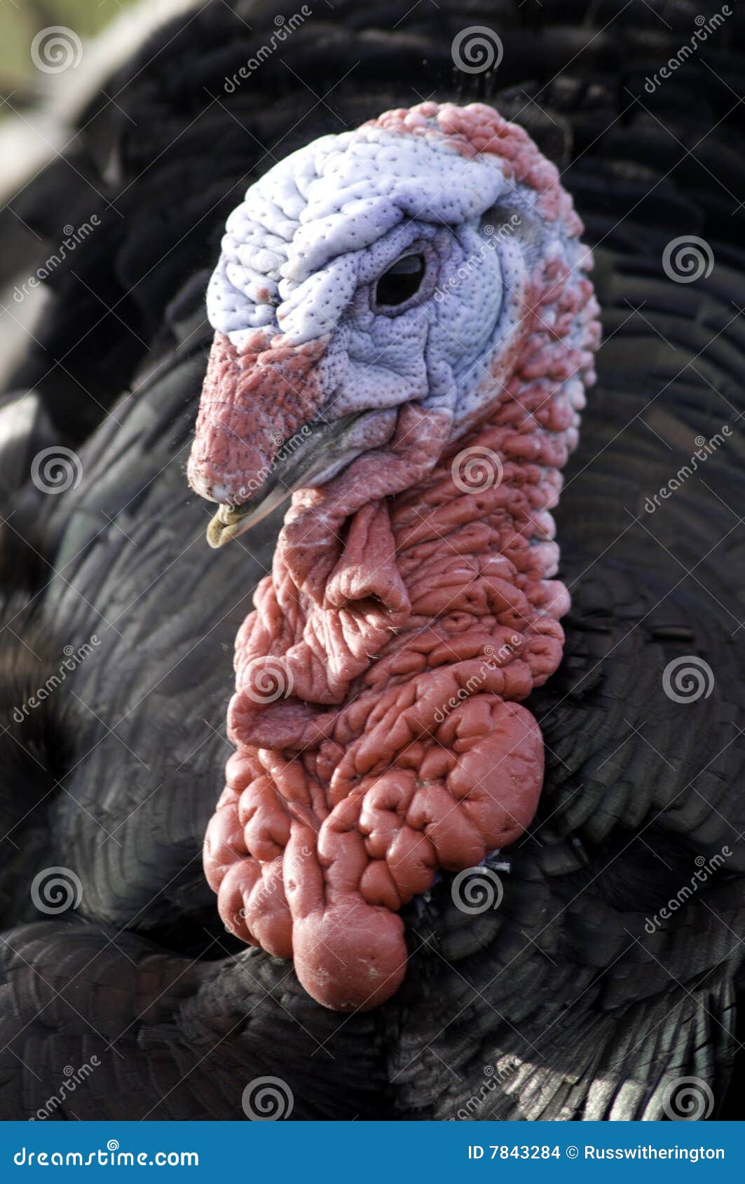 Male Turkey head stock photo. Image of farming, turkey - 7843284