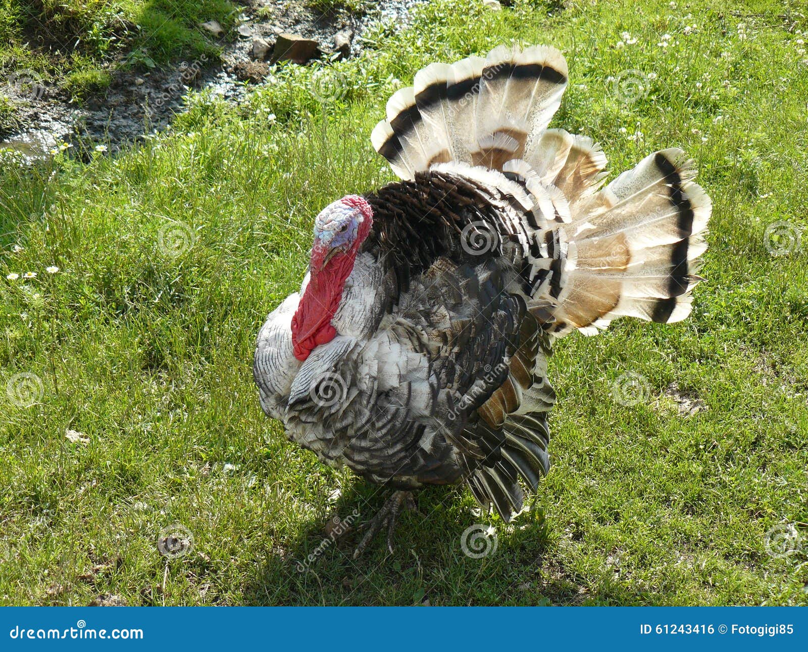 Male of a turkey stock photo. Image of birding, gobbler - 61243416