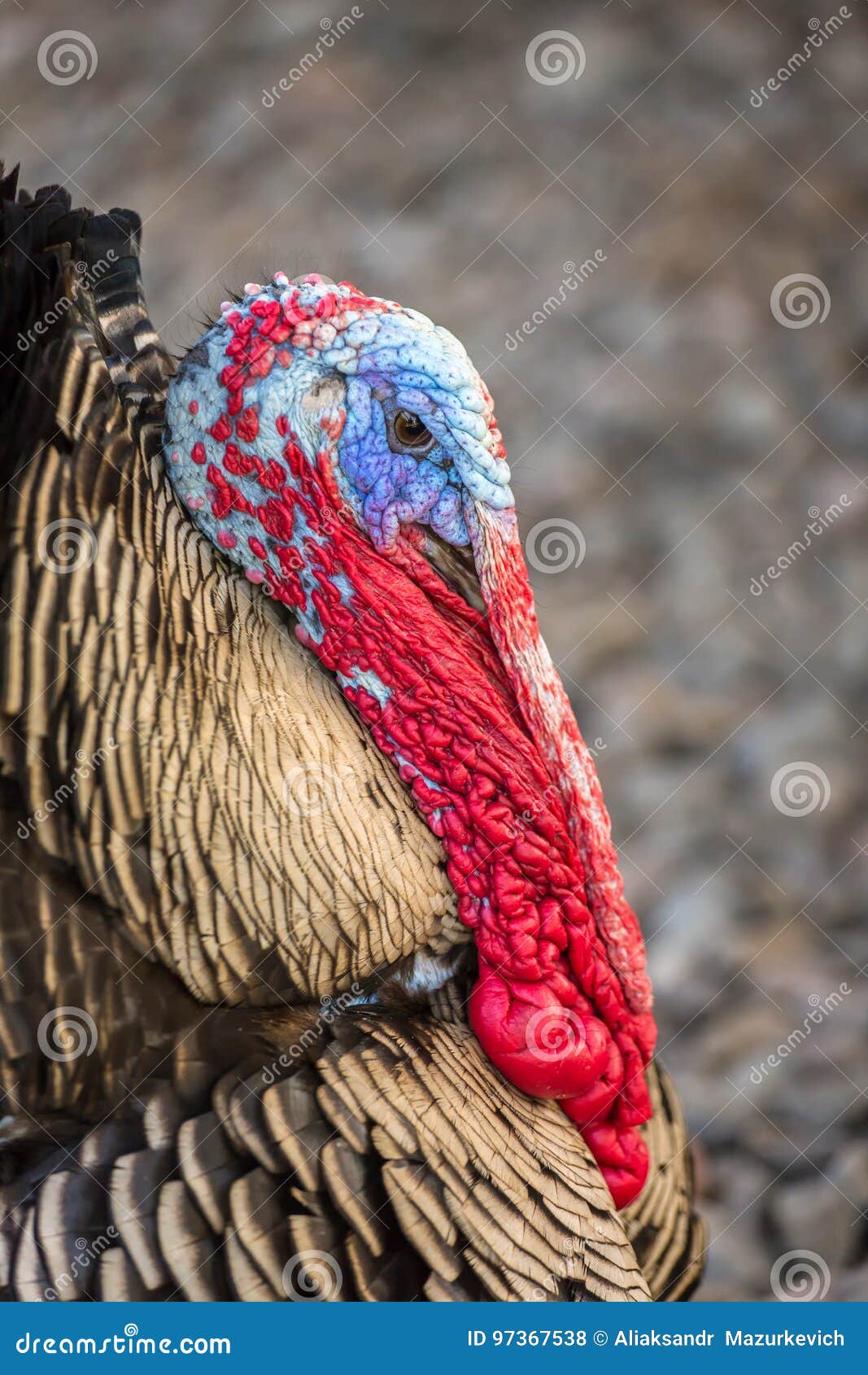 Male turkey portrait stock photo. Image of poultry, problem - 97367538