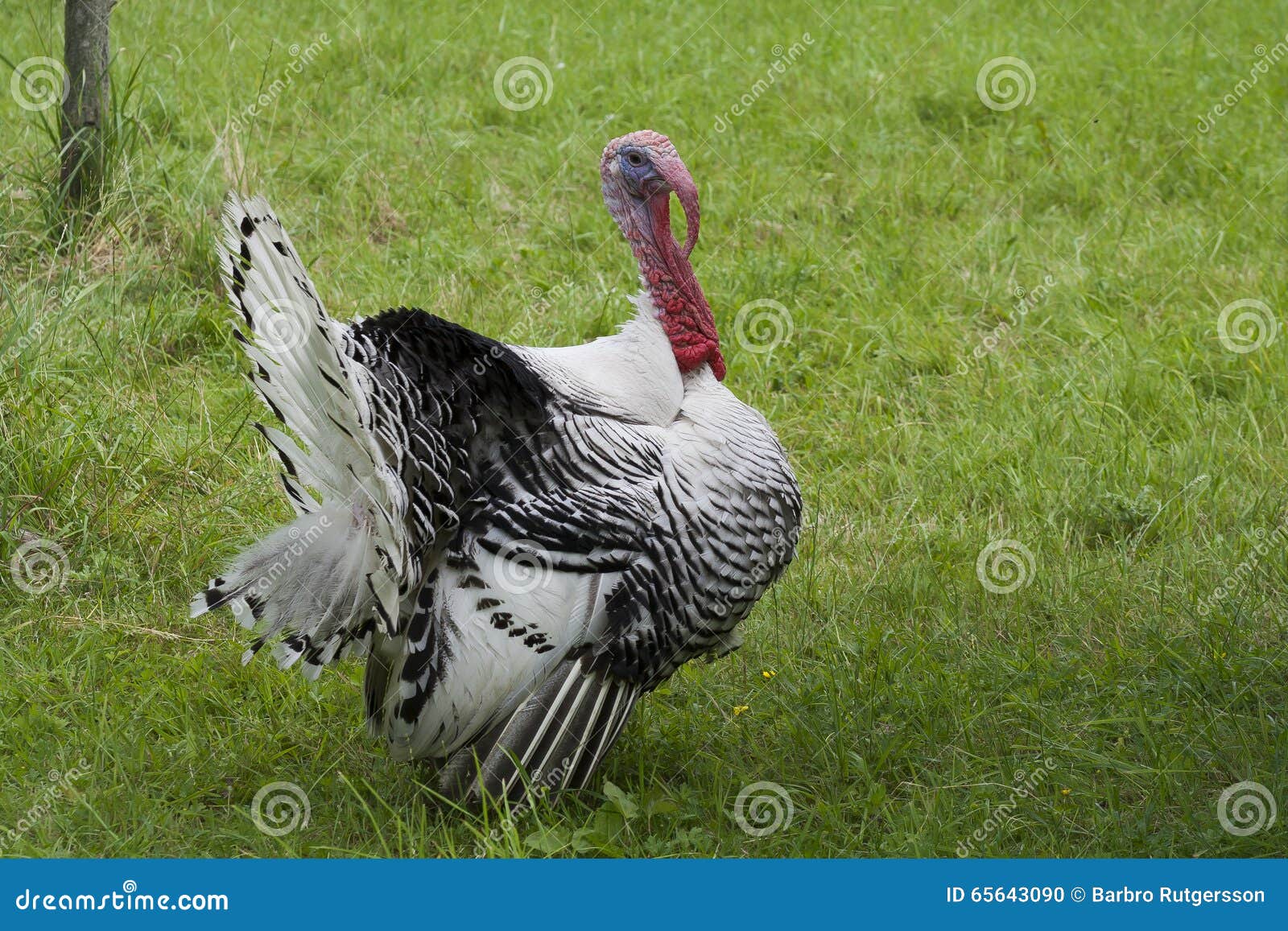 Male turkey stock photo. Image of posing, farming, bird - 65643090