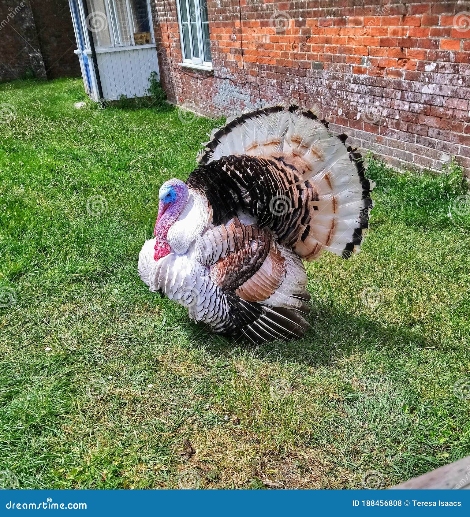 Male Turkey Showing Off Feathers Stock Photo - Image of turkey, male ...