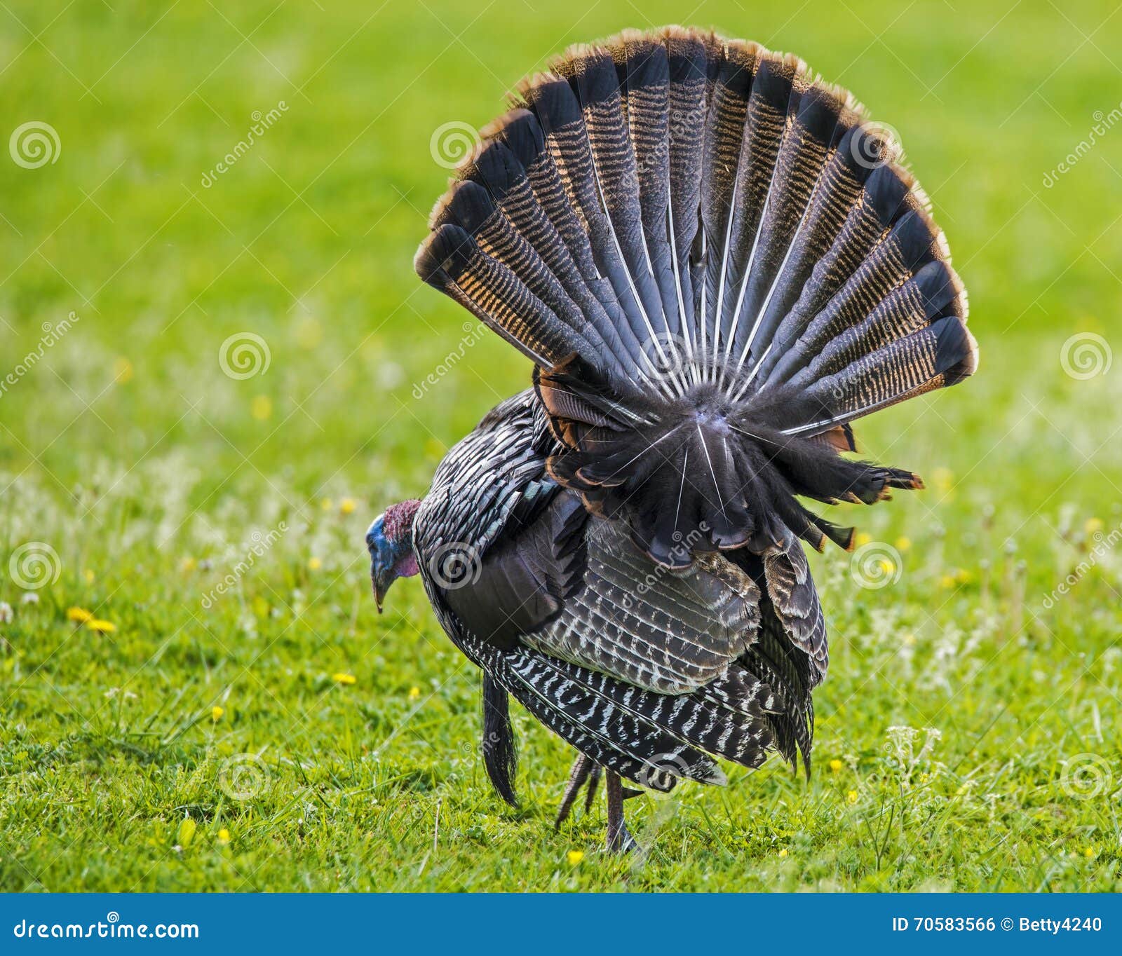 Male Turkey Shows His Tail Feathers. Stock Photo - Image of bearded ...