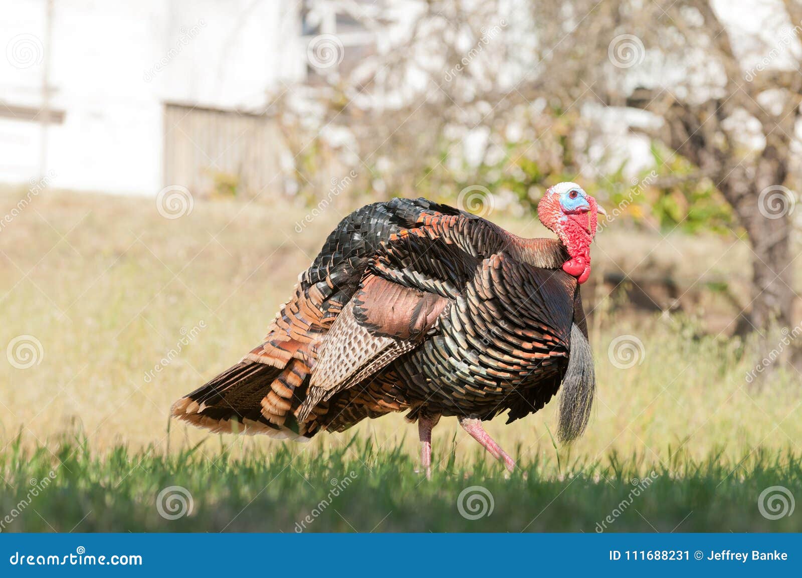 Male turkey in the spring stock image. Image of beak - 111688231