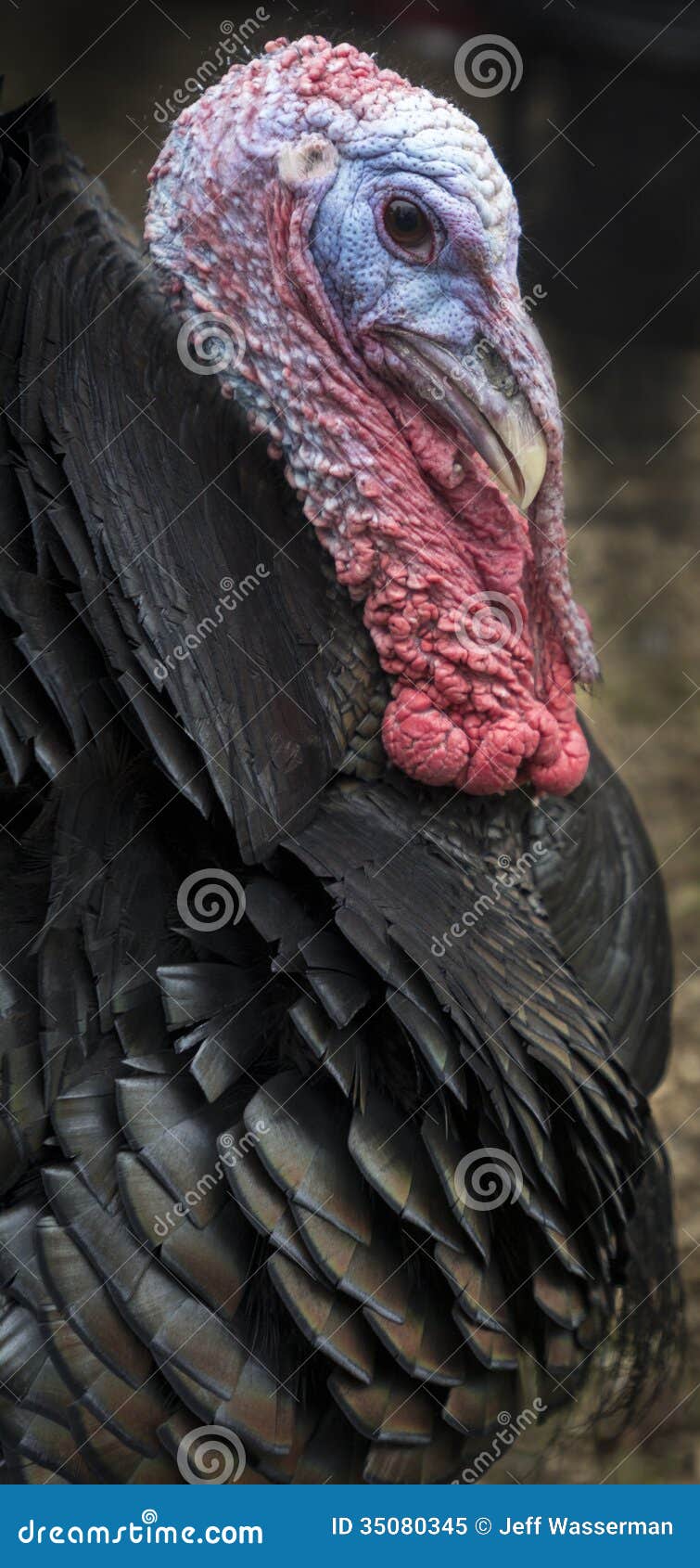 Male Turkey up Close stock image. Image of feathers, wildlife - 35080345