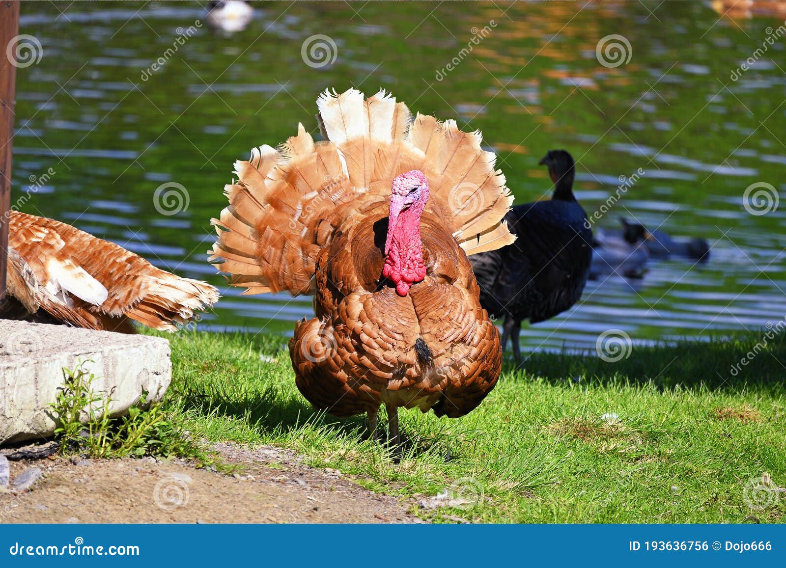 Male turkey at the zoo stock photo. Image of bird, natural - 193636756
