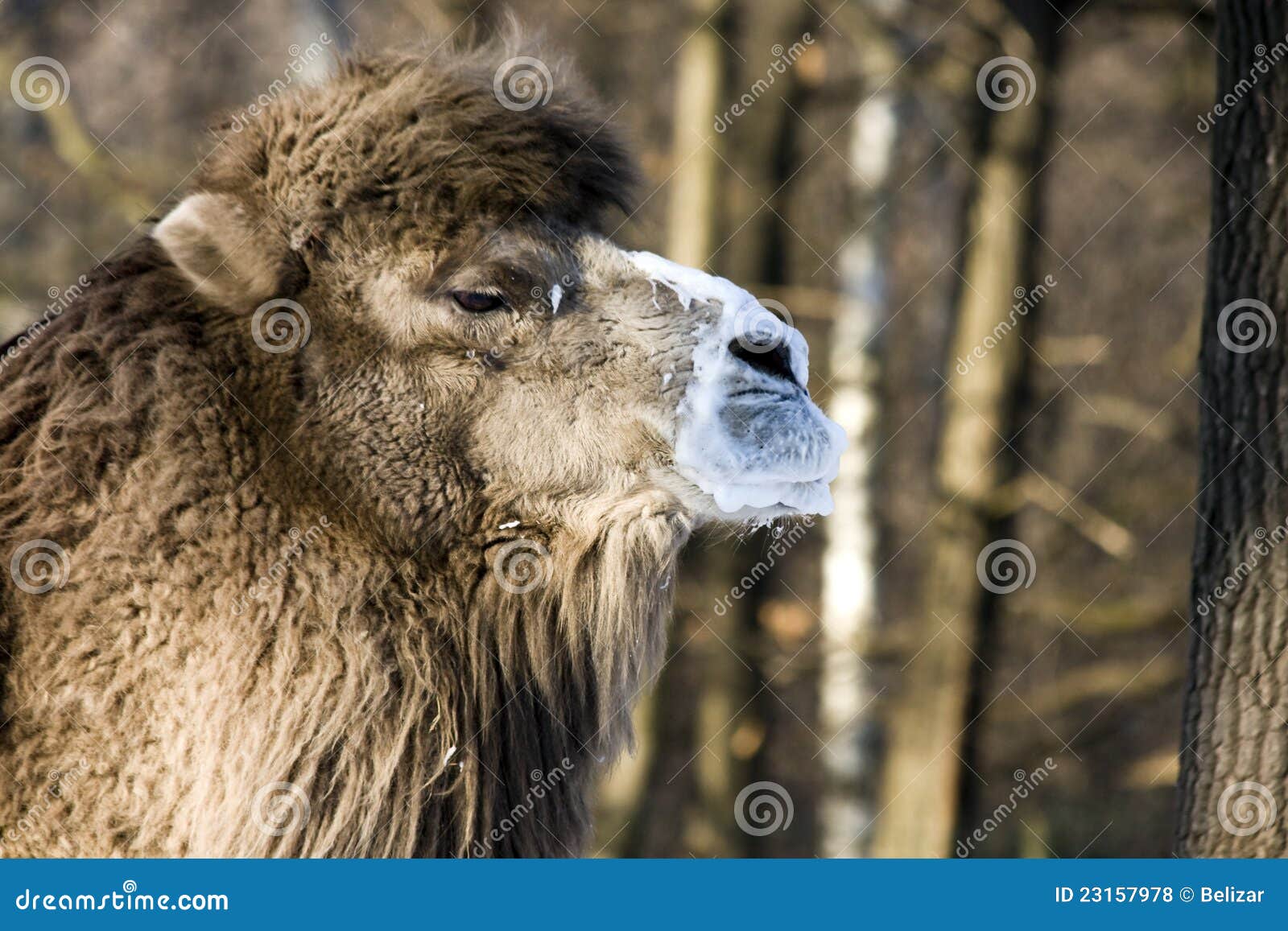 Male Two-humped Camel (Camelus Bactrianus) Stock Photo - Image of ...