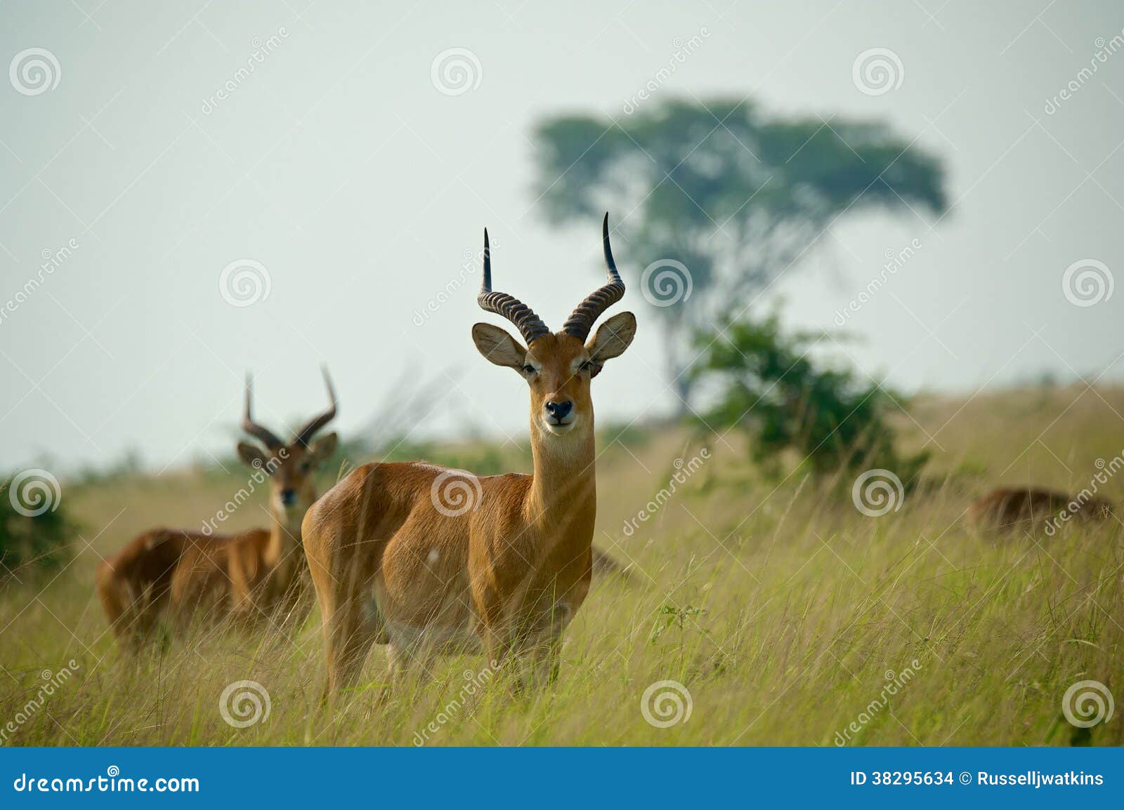 Male Ugandan Kobs stock photo. Image of grasses, mammals - 38295634